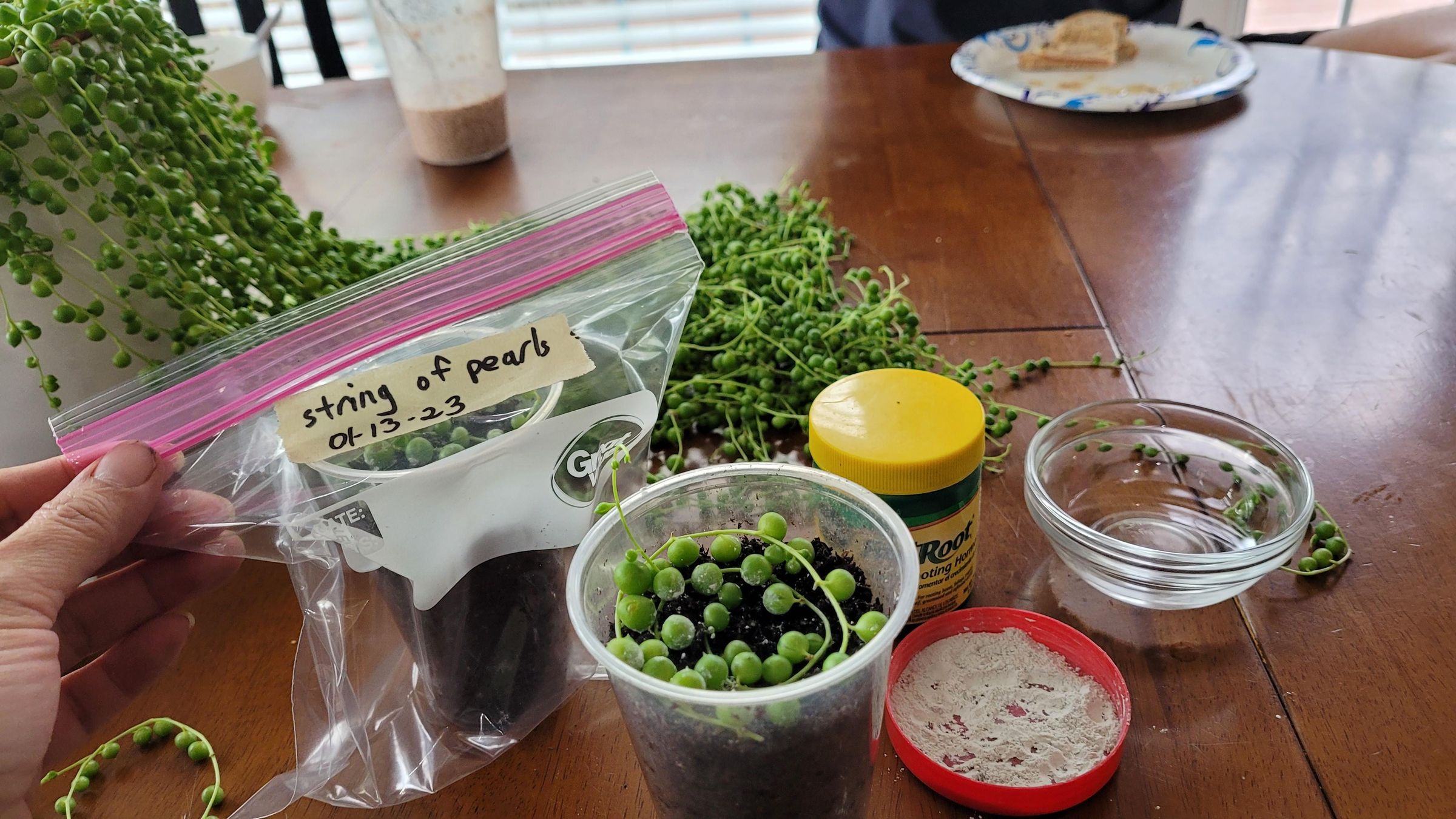 How to Propagate String-of-Pearls Plant : 5 Steps (with Pictures ...