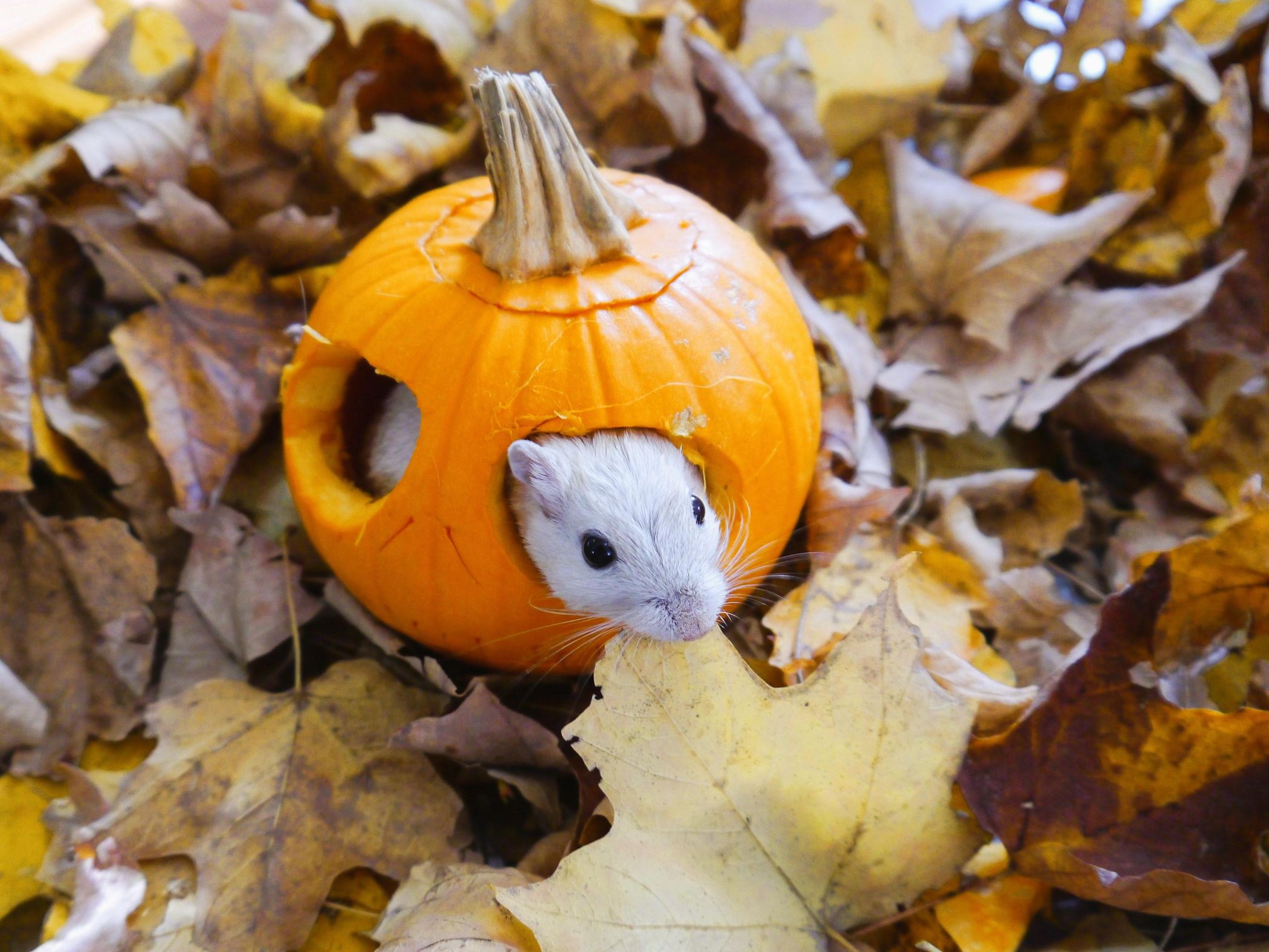 Rodent Residence : 4 Steps (with Pictures) - Instructables