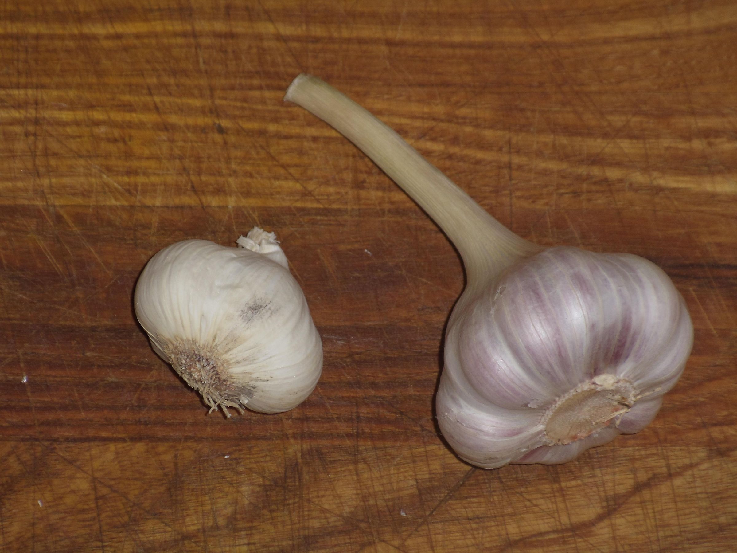 From the Garden to the Table, the Best Way to Grow Garlic. : 7 Steps ...