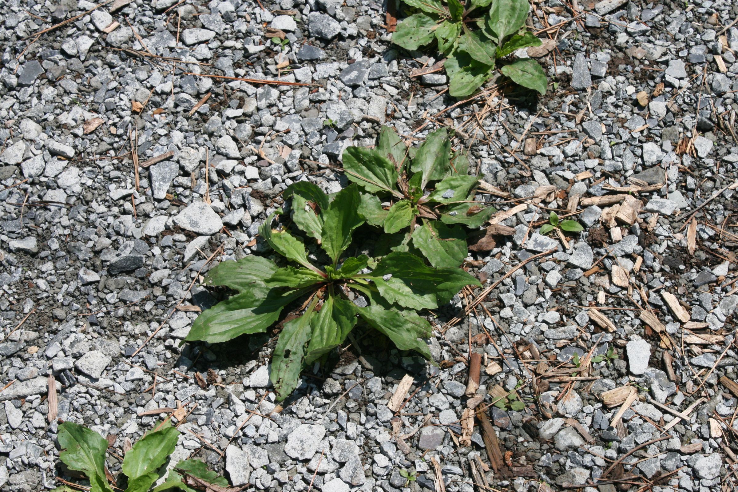 Saving the World With a Giant Solar Death Ray : 7 Steps (with Pictures ...