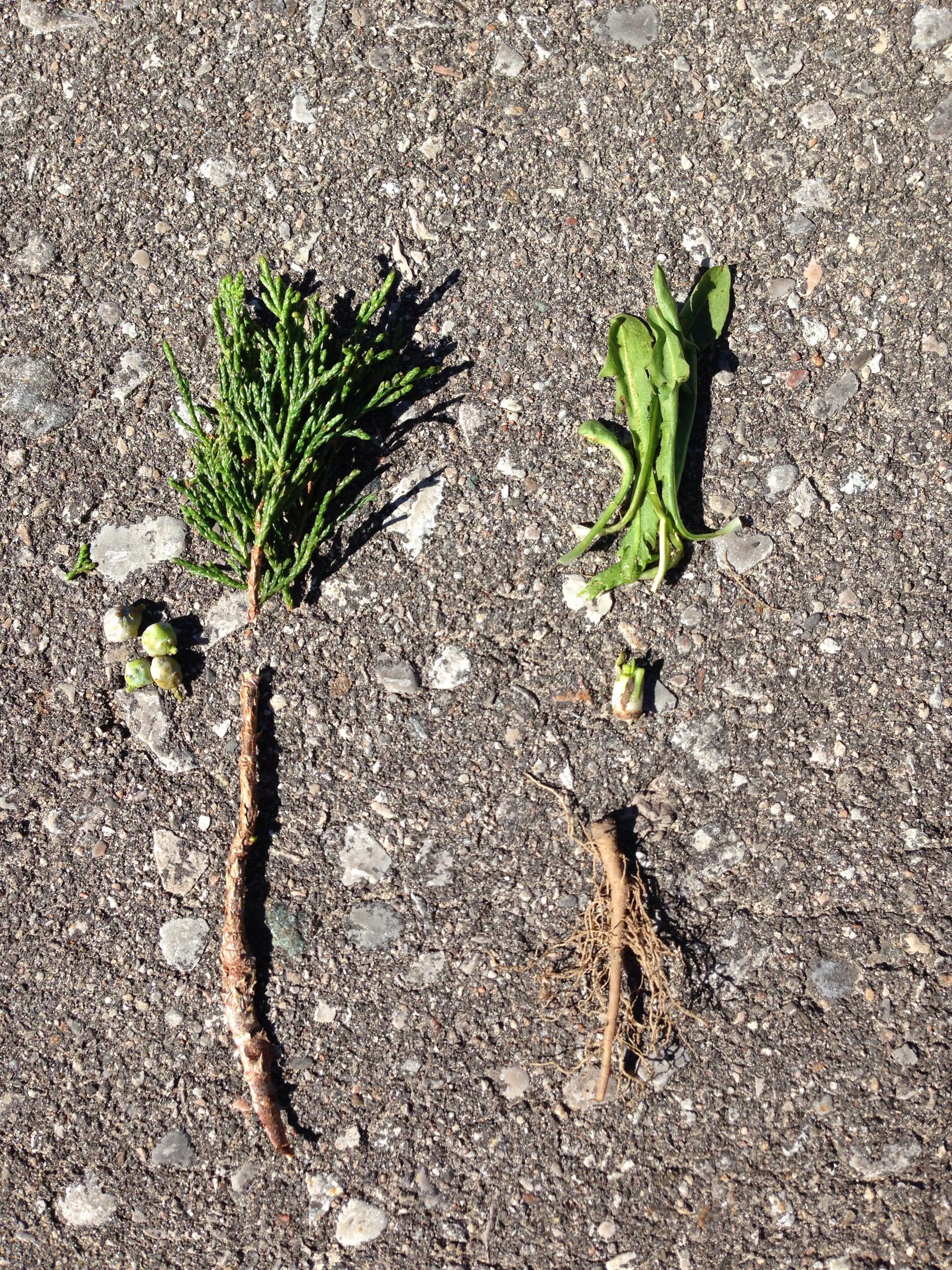 The Edible Plant Test : 8 Steps (with Pictures) - Instructables