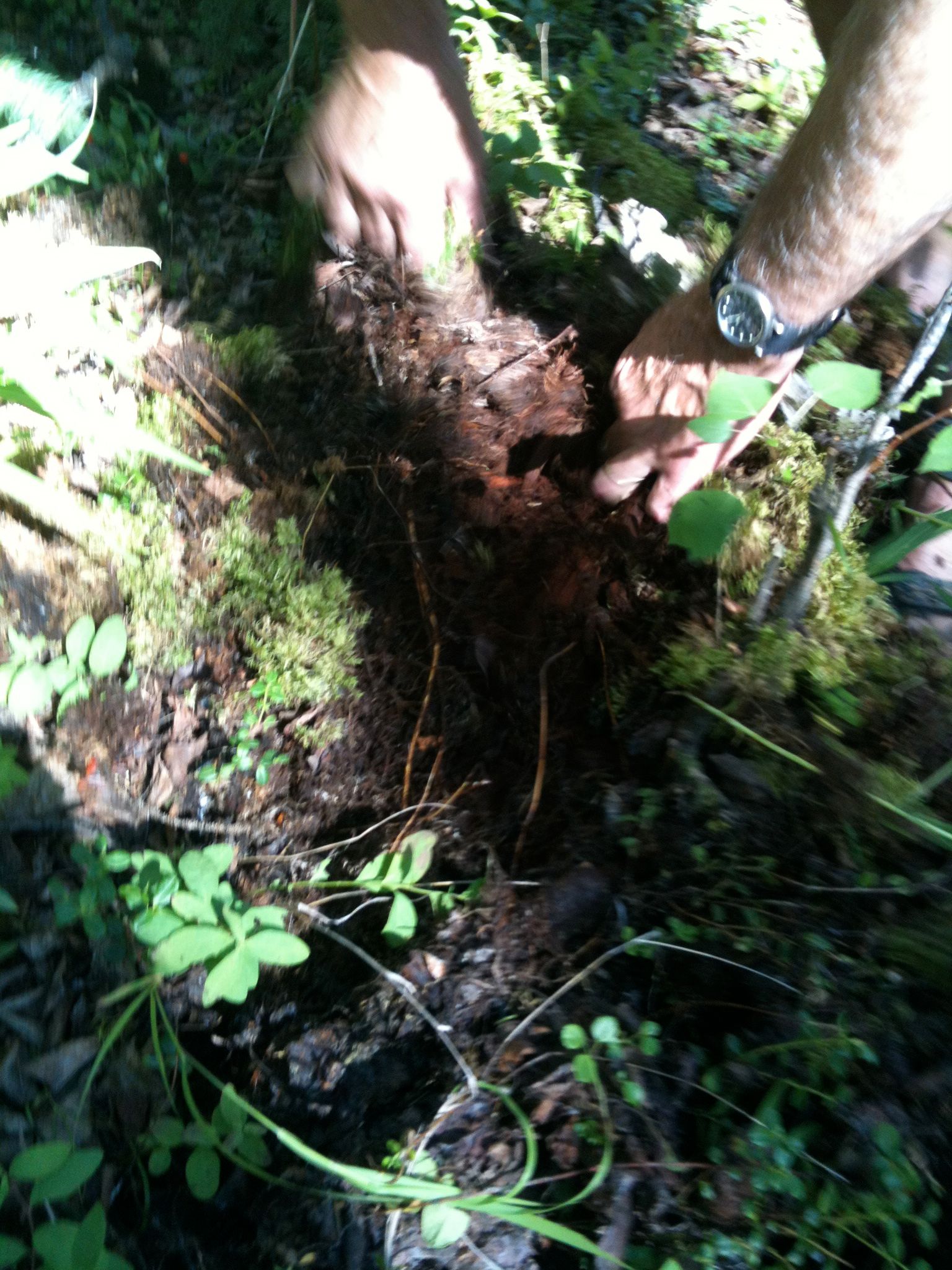 Harvesting Spruce Root : 7 Steps (with Pictures) - Instructables