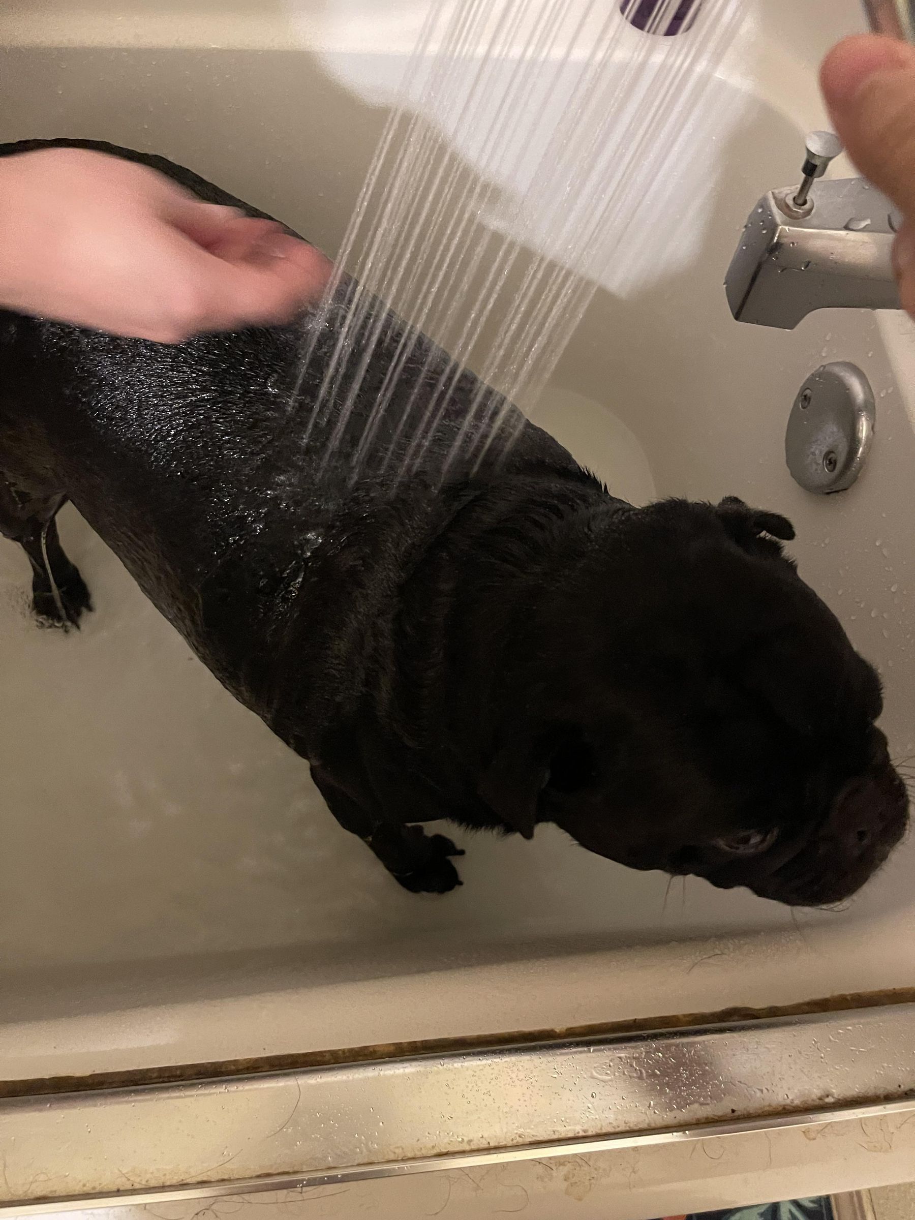 How to Groom Your Pug : 13 Steps (with Pictures) - Instructables