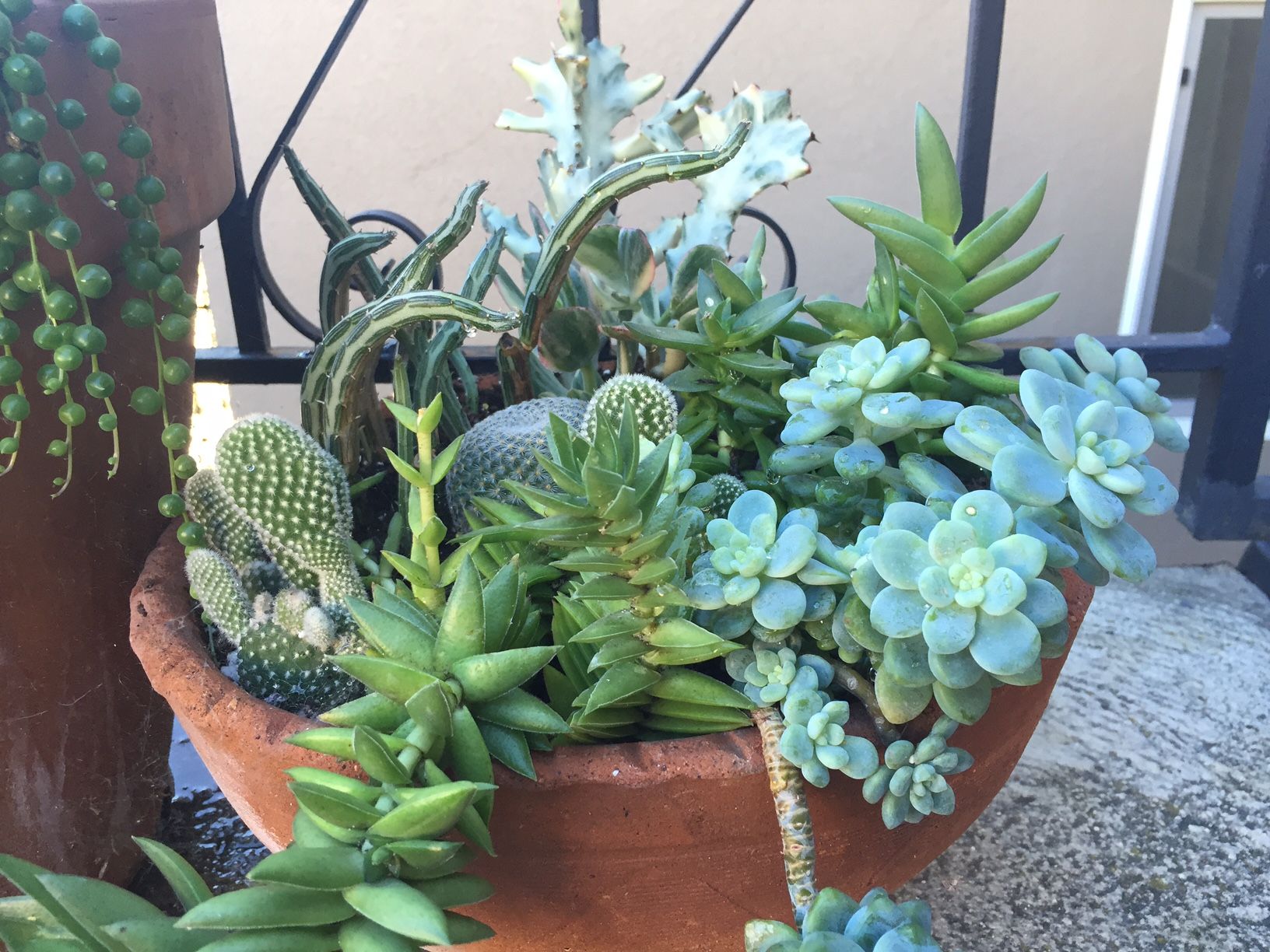 How to Create an Awesome Succulent Planter : 6 Steps (with Pictures ...