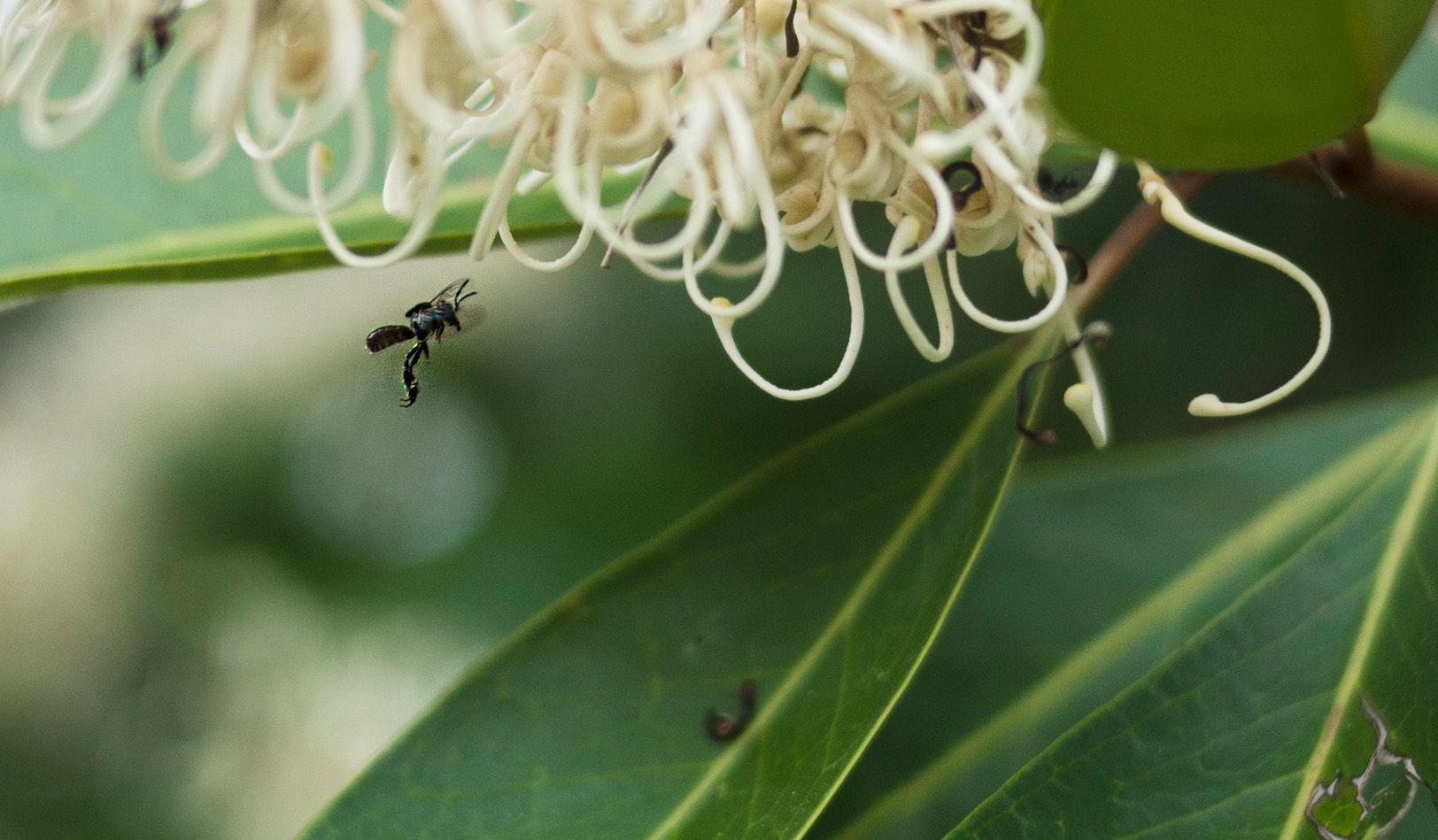 Native Bee Hive : 10 Steps (with Pictures) - Instructables