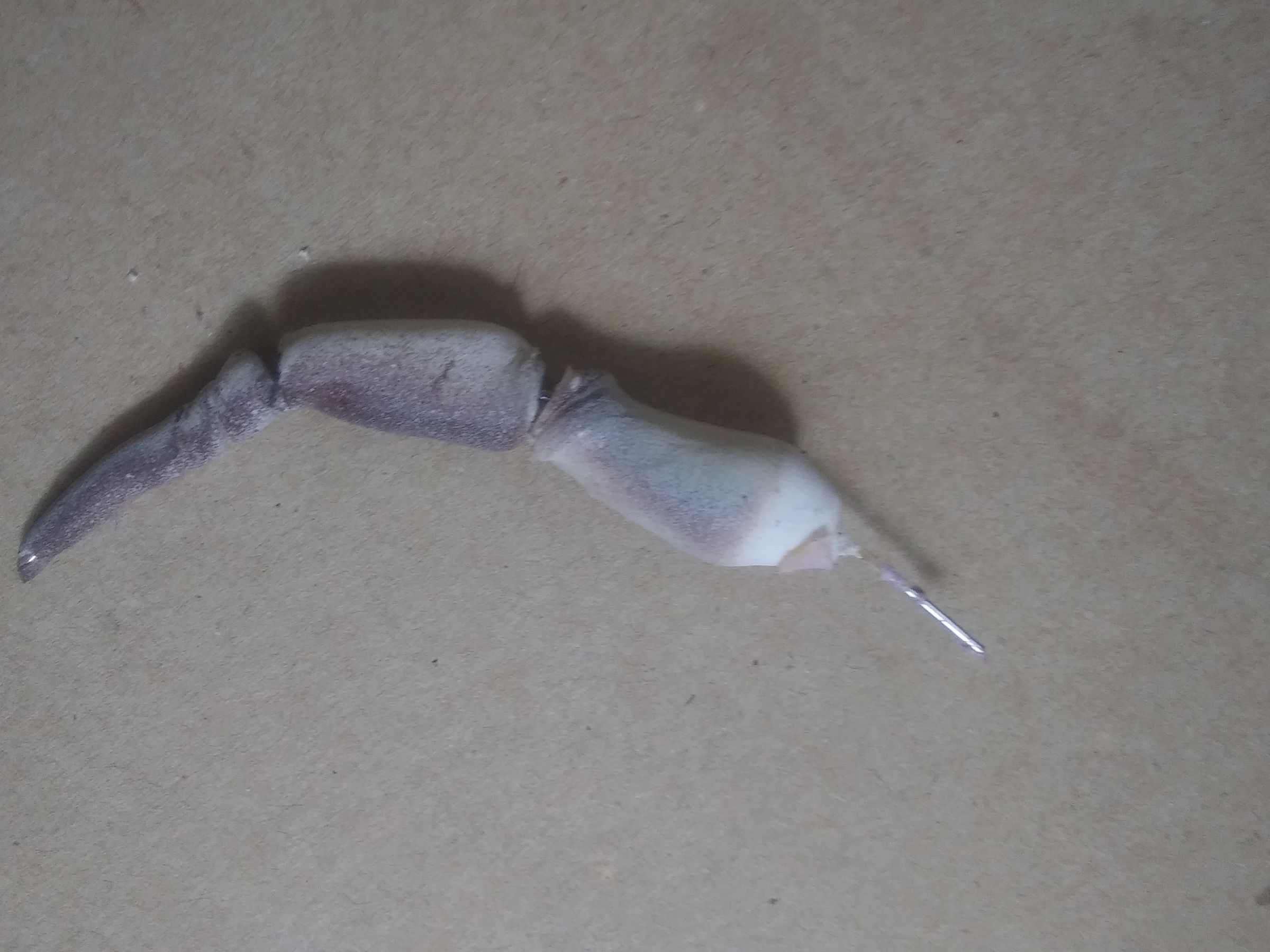 How to Make Sculpted Bug Legs Easily : 7 Steps (with Pictures ...