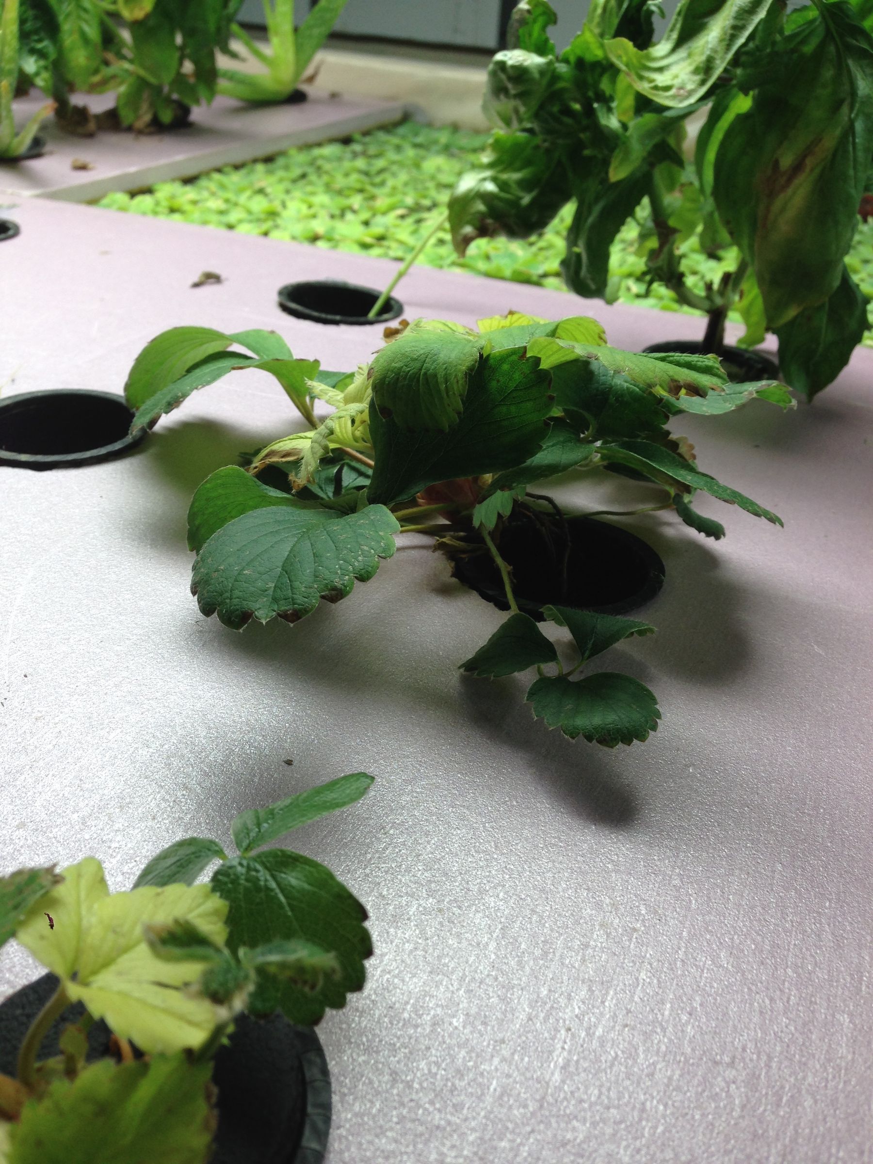 Hydroponic Raft System Update + Aquaponics - Instructables