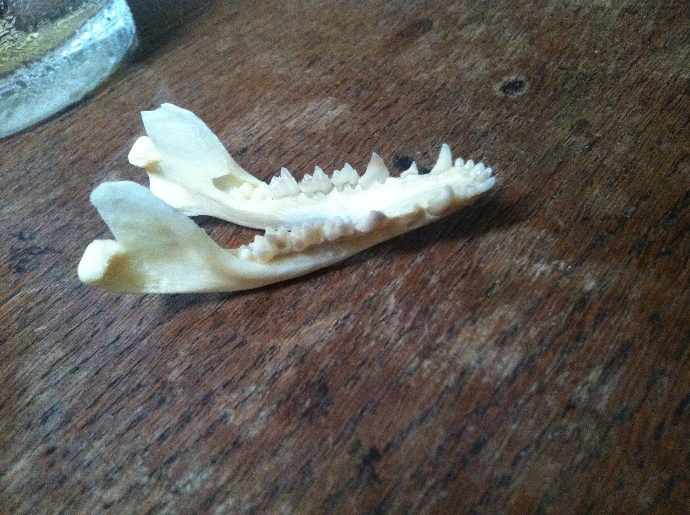 Preserve Your Own Animal Skull : 11 Steps (with Pictures) - Instructables
