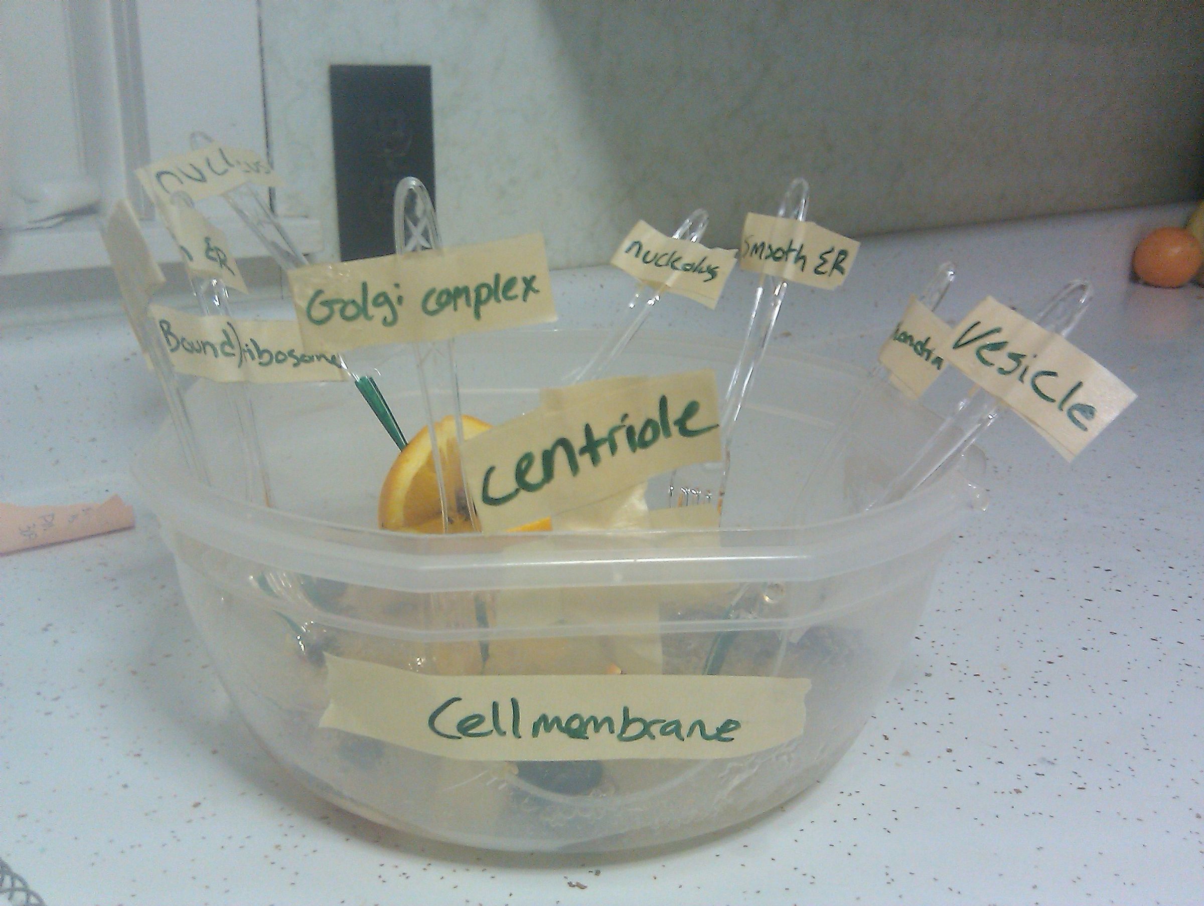 3D Cell Model Project : 6 Steps - Instructables