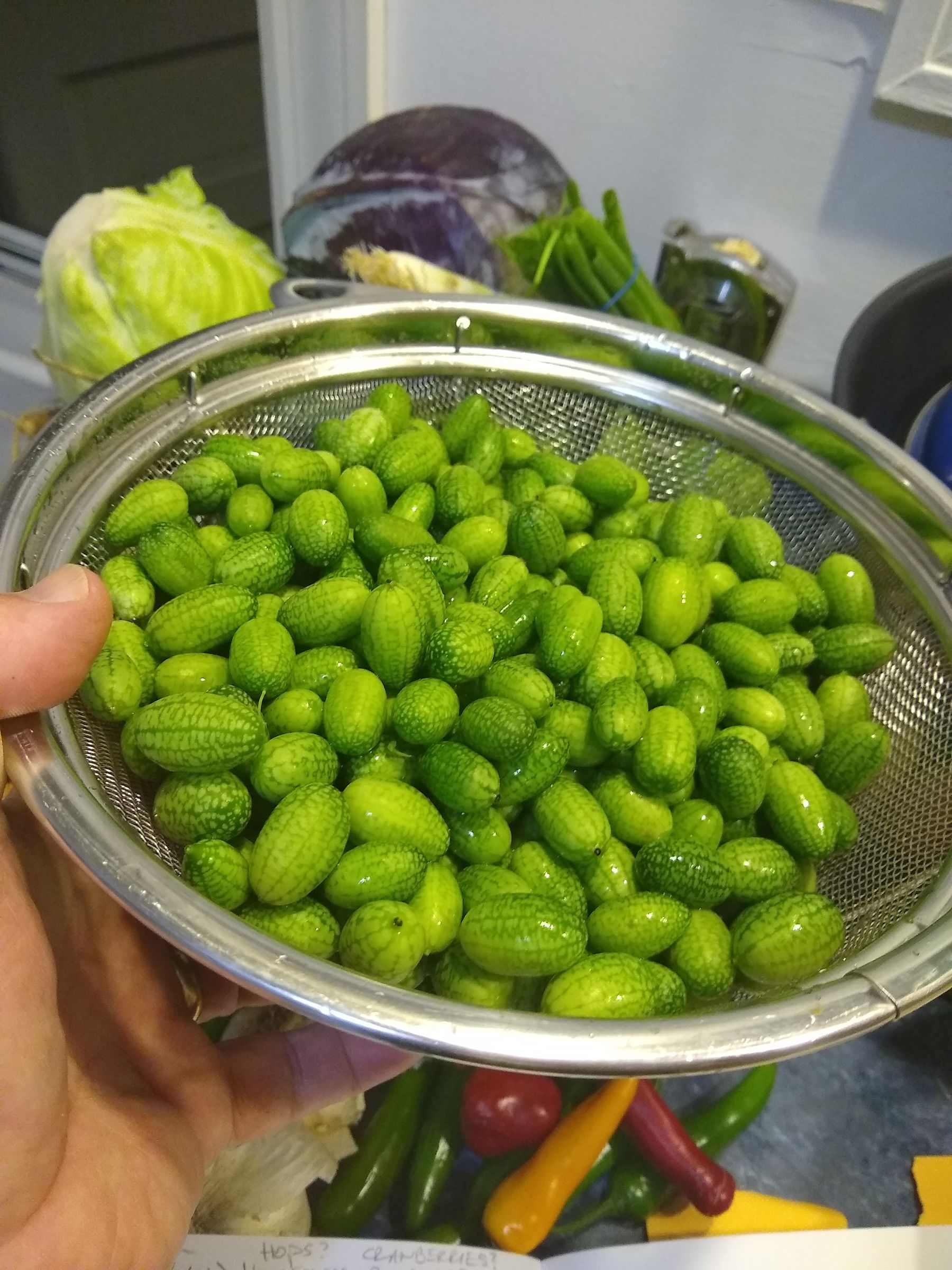 My Best Vegetable Trellis: Durable, Collapsible, Flexible : 8 Steps ...