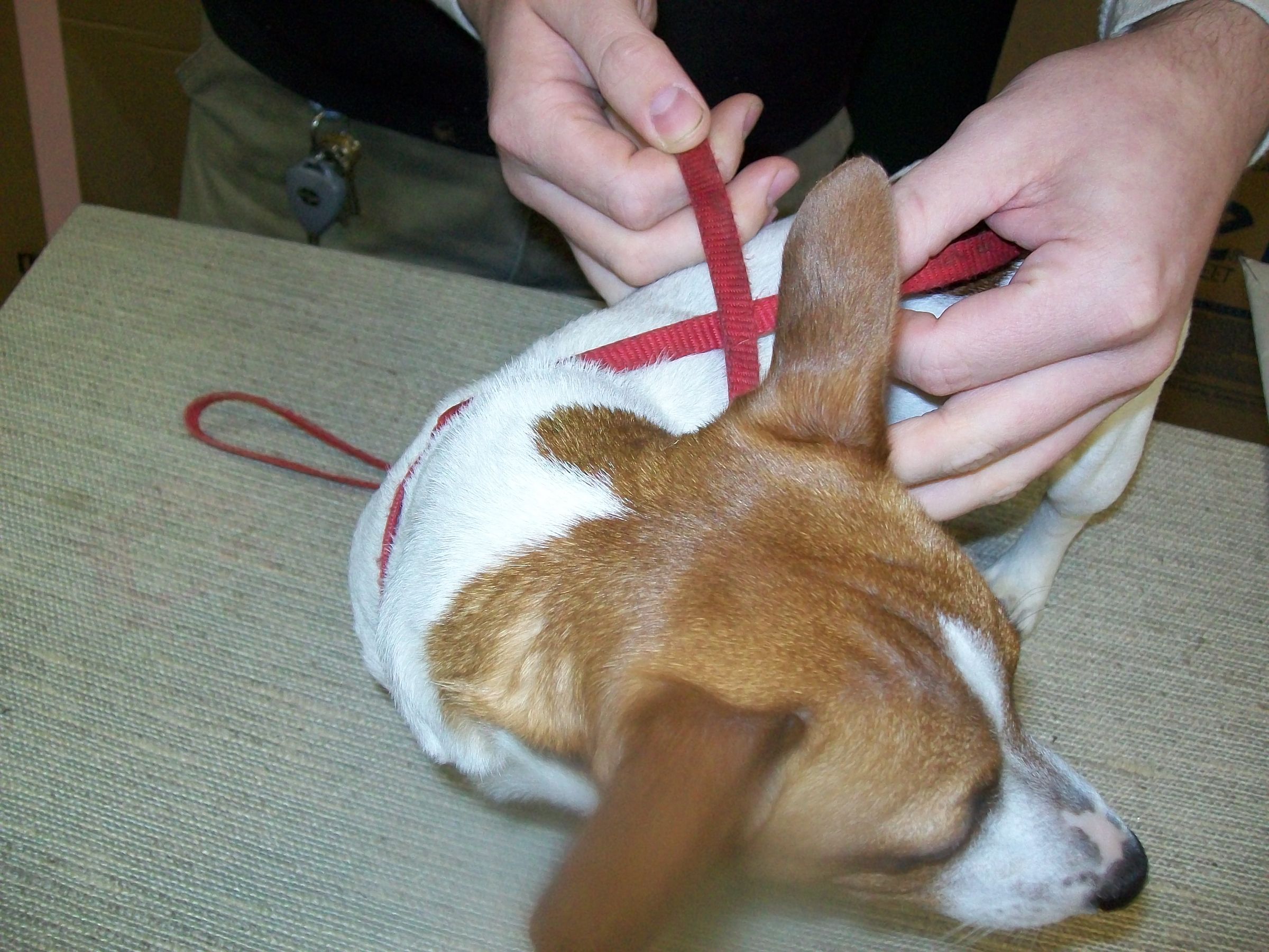 FREE Emergency Dog Halter : 5 Steps (with Pictures) - Instructables