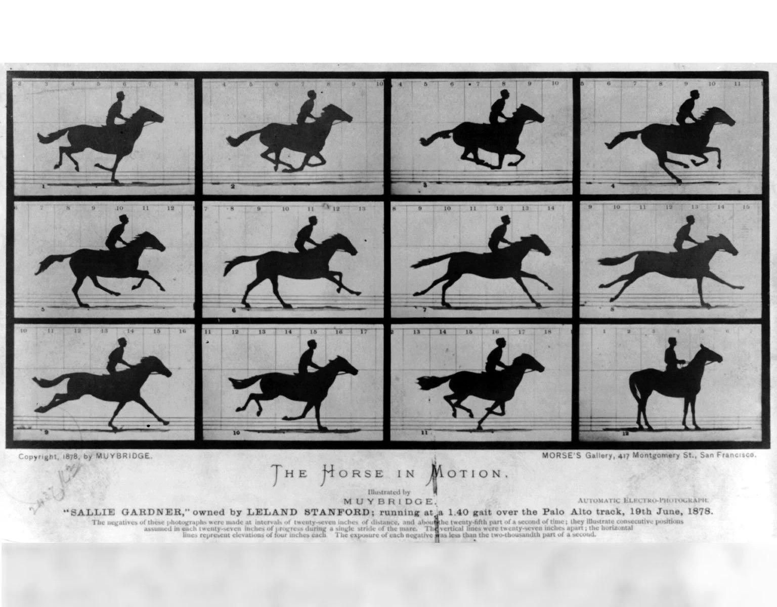 Interactive Model of the Horse in Motion : 8 Steps (with Pictures ...