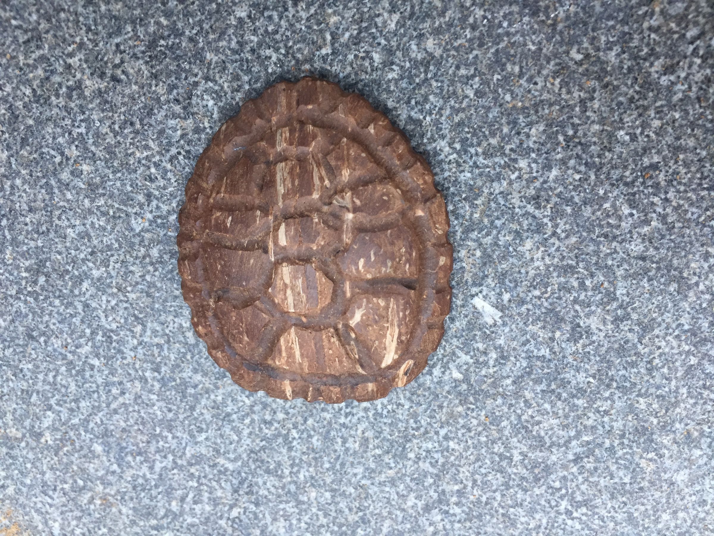 Turtle Shell From Coconut : 6 Steps (with Pictures) - Instructables