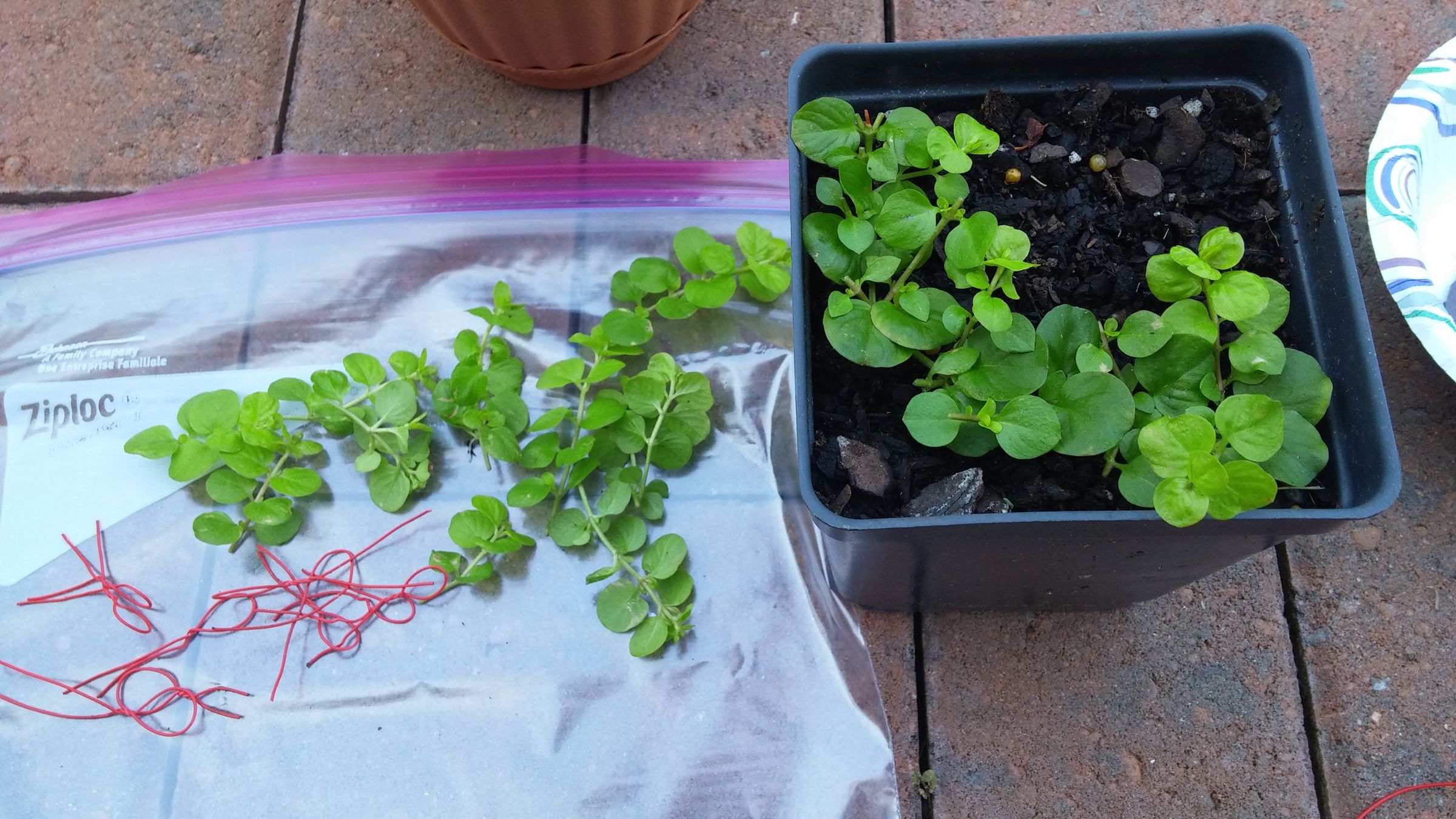 Rooting/Propagating Sprawl-y Plants : 8 Steps (with Pictures ...