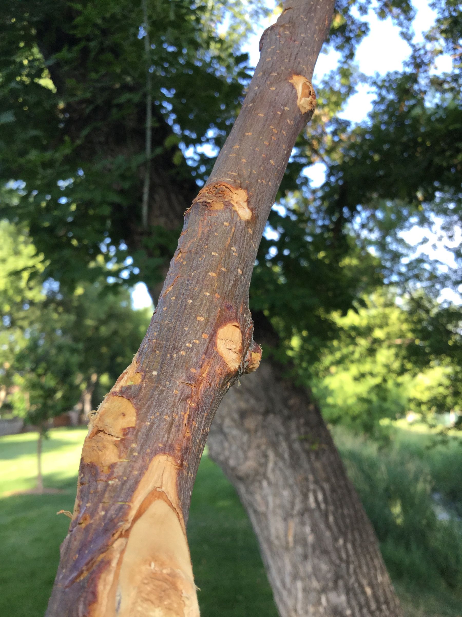 Homemade Bow and Arrow : 7 Steps - Instructables