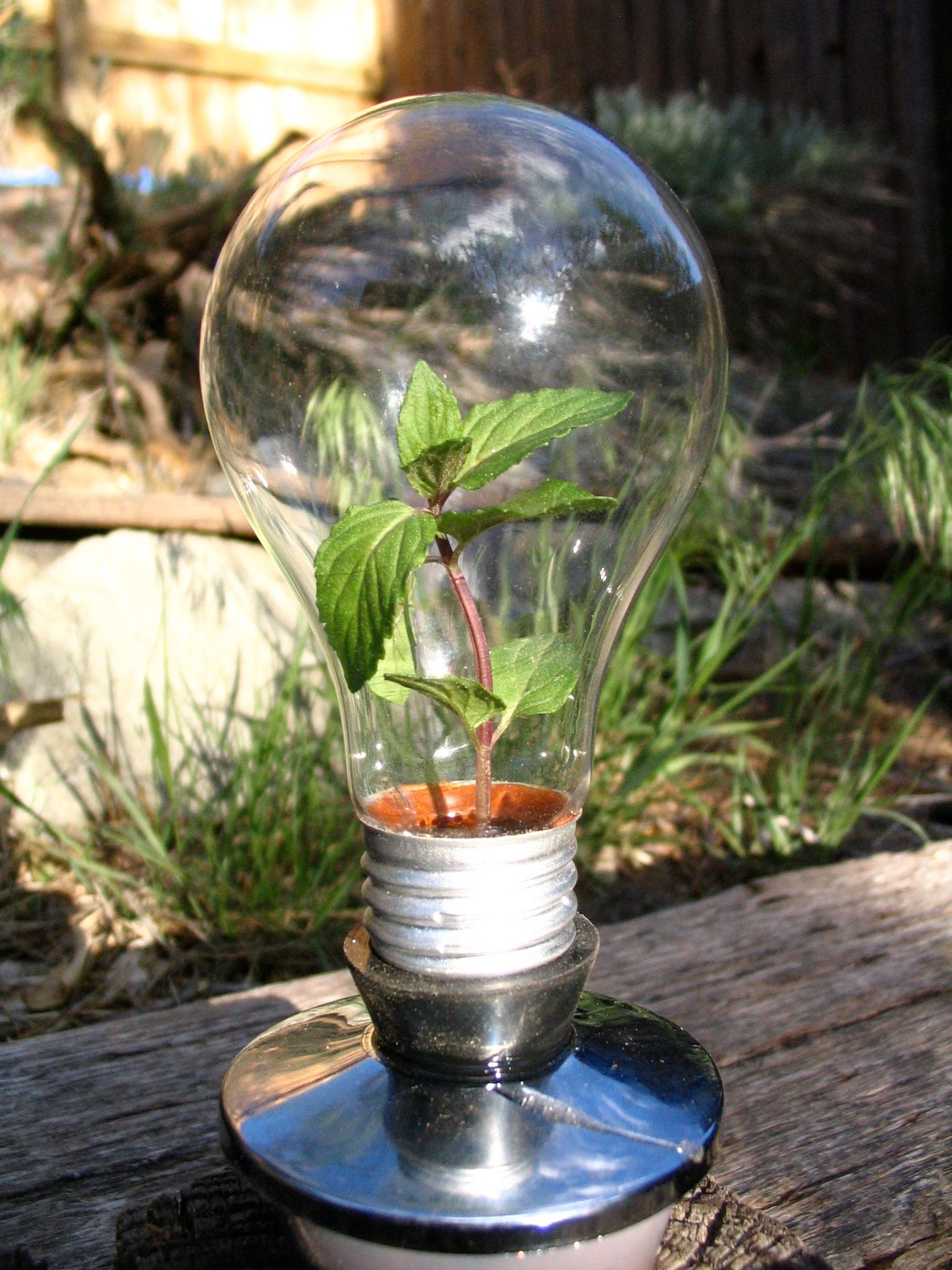 Lightbulb "green"house : 5 Steps (with Pictures) - Instructables