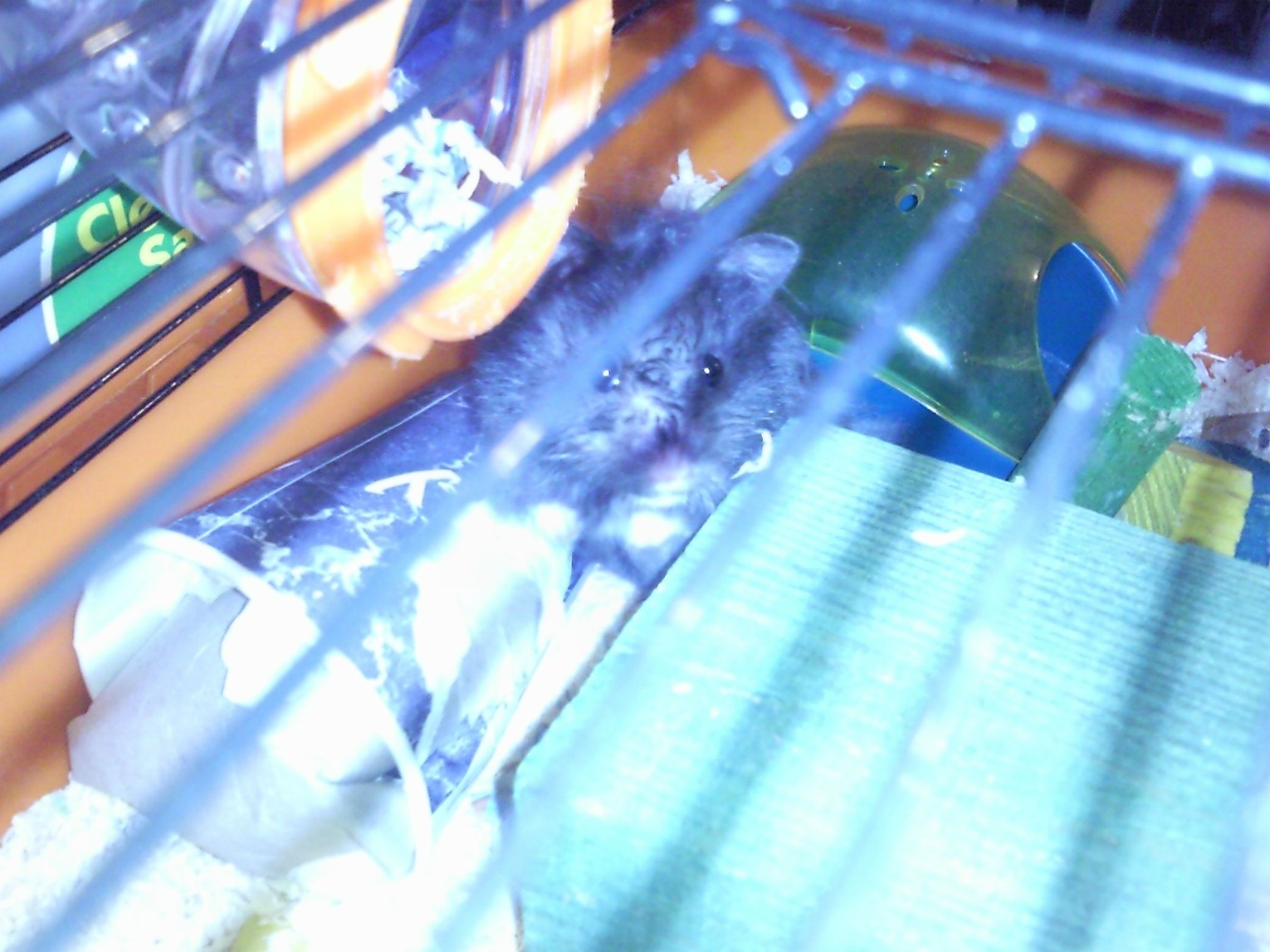 Rodent Toy : 3 Steps - Instructables