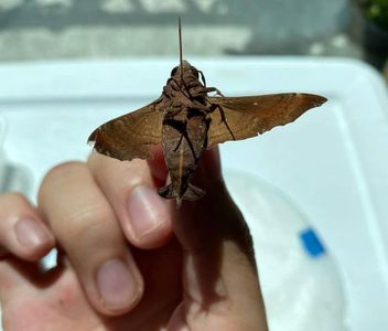 Preserving a Lepidoptera (Butterflies, Moths, and Skippers) : 7 Steps ...