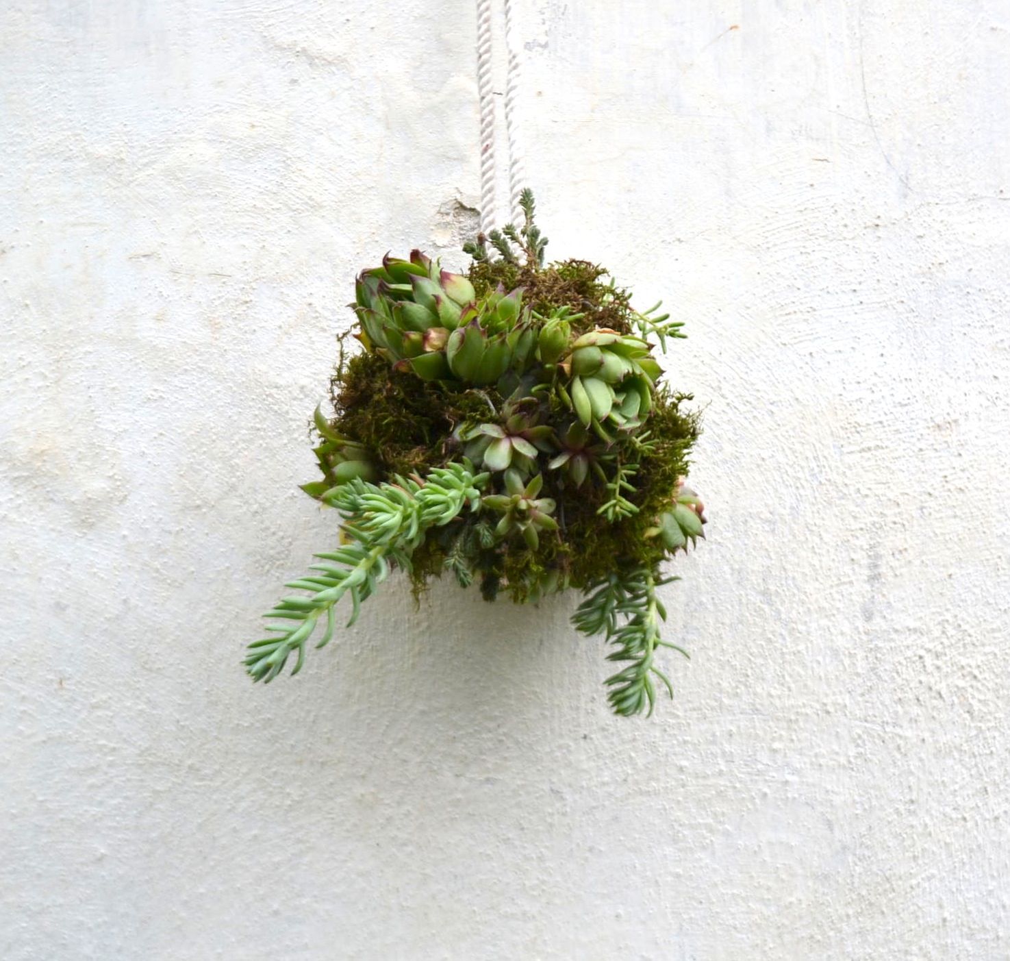 SUCCULENTS BALL : 8 Steps (with Pictures) - Instructables