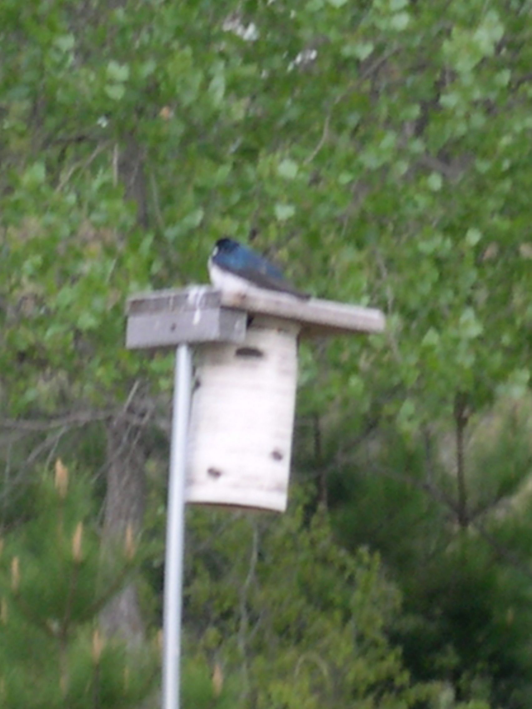 Birdhouse From an Old PVC Pipe : 14 Steps (with Pictures) - Instructables