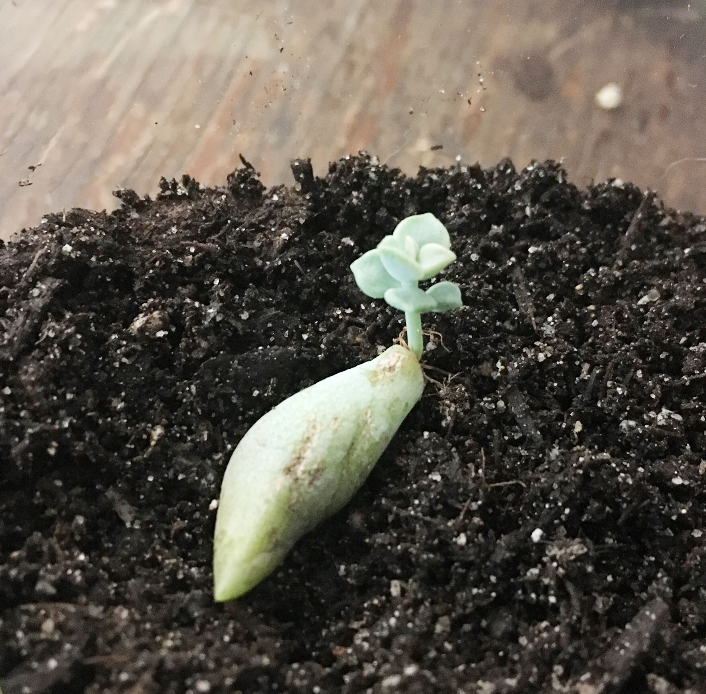 Easy Succulent Propagation : 6 Steps (with Pictures) - Instructables