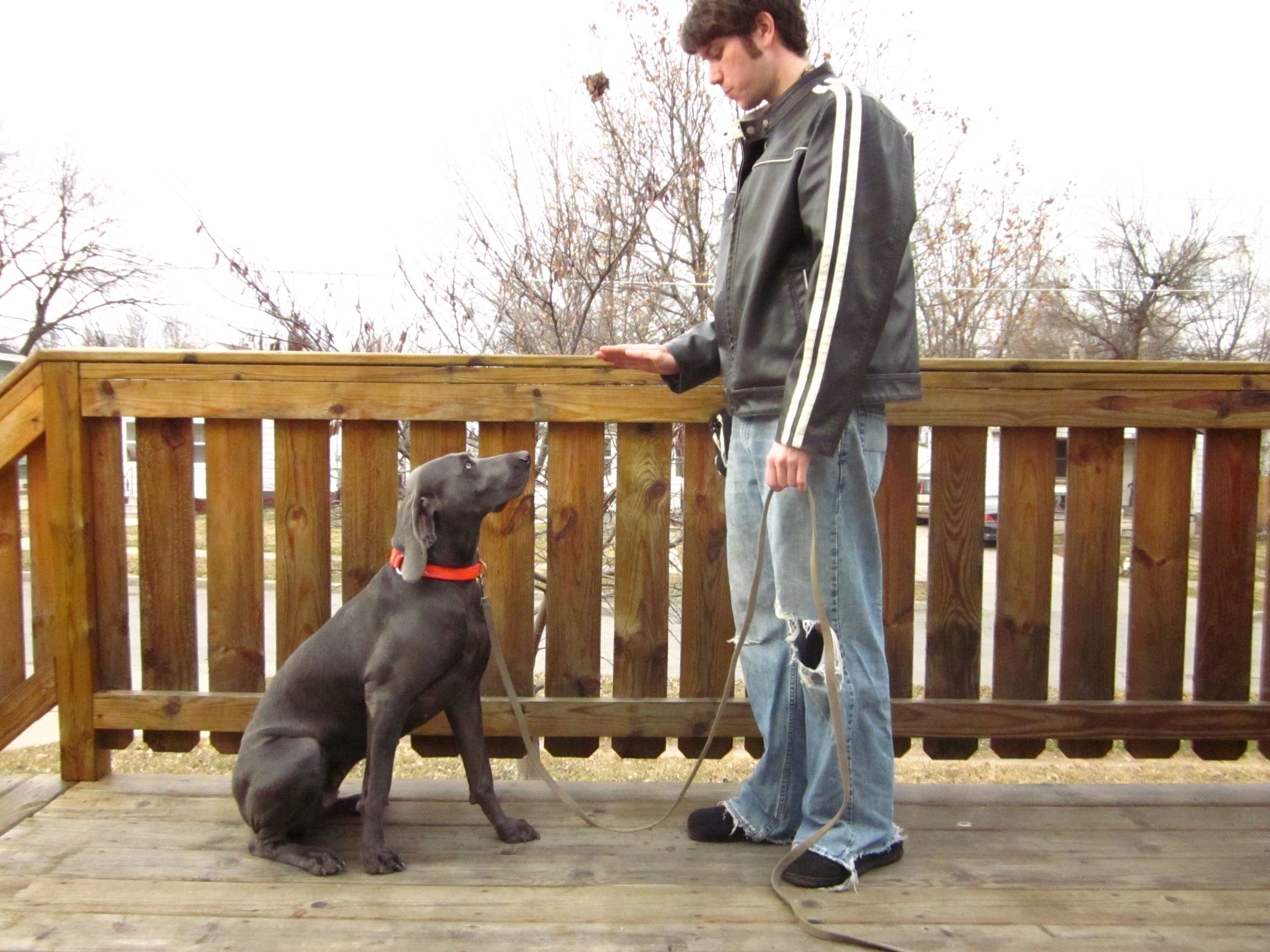 Basic Obedience Training for Dogs : 6 Steps (with Pictures) - Instructables