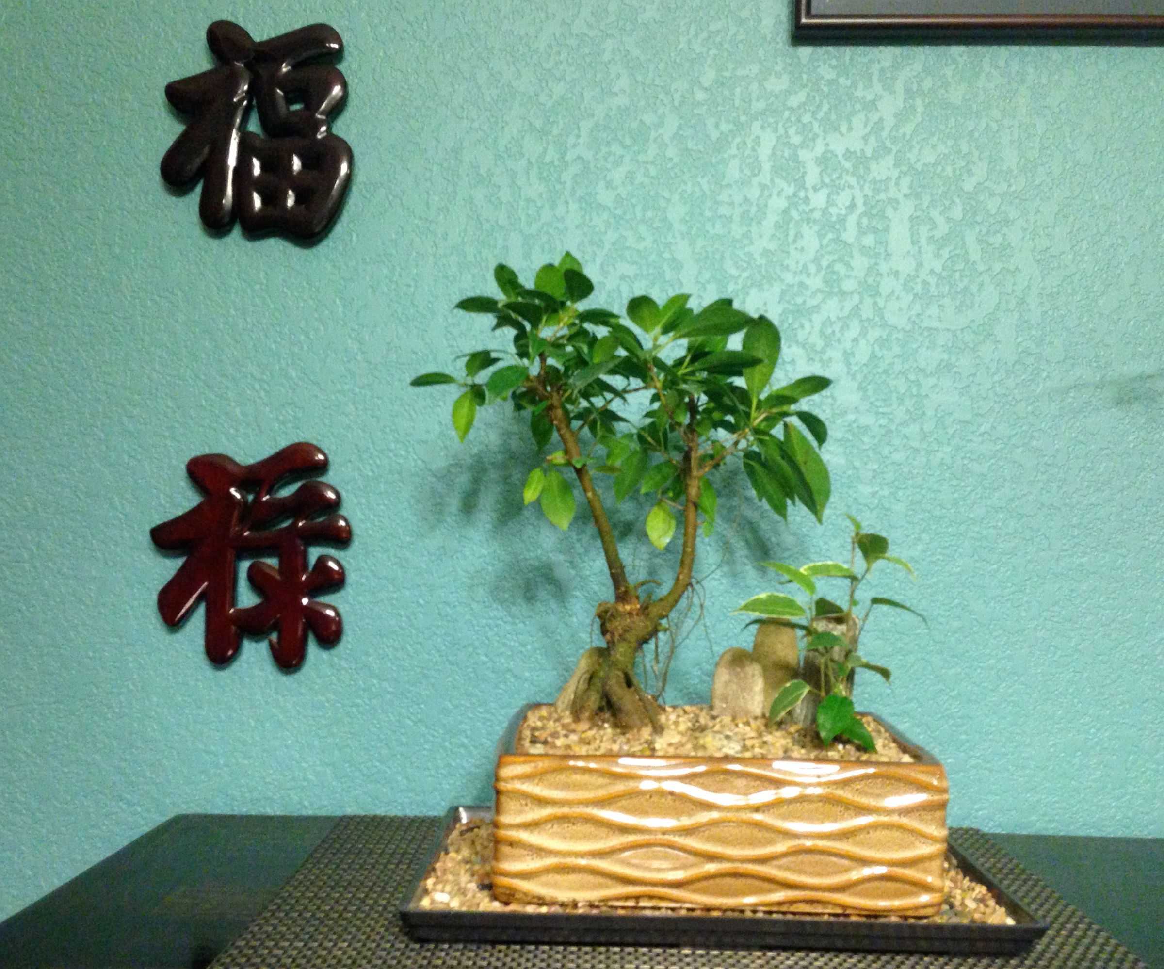 Bonsai Basics 1: Rescuing "Mallsai" : 7 Steps - Instructables