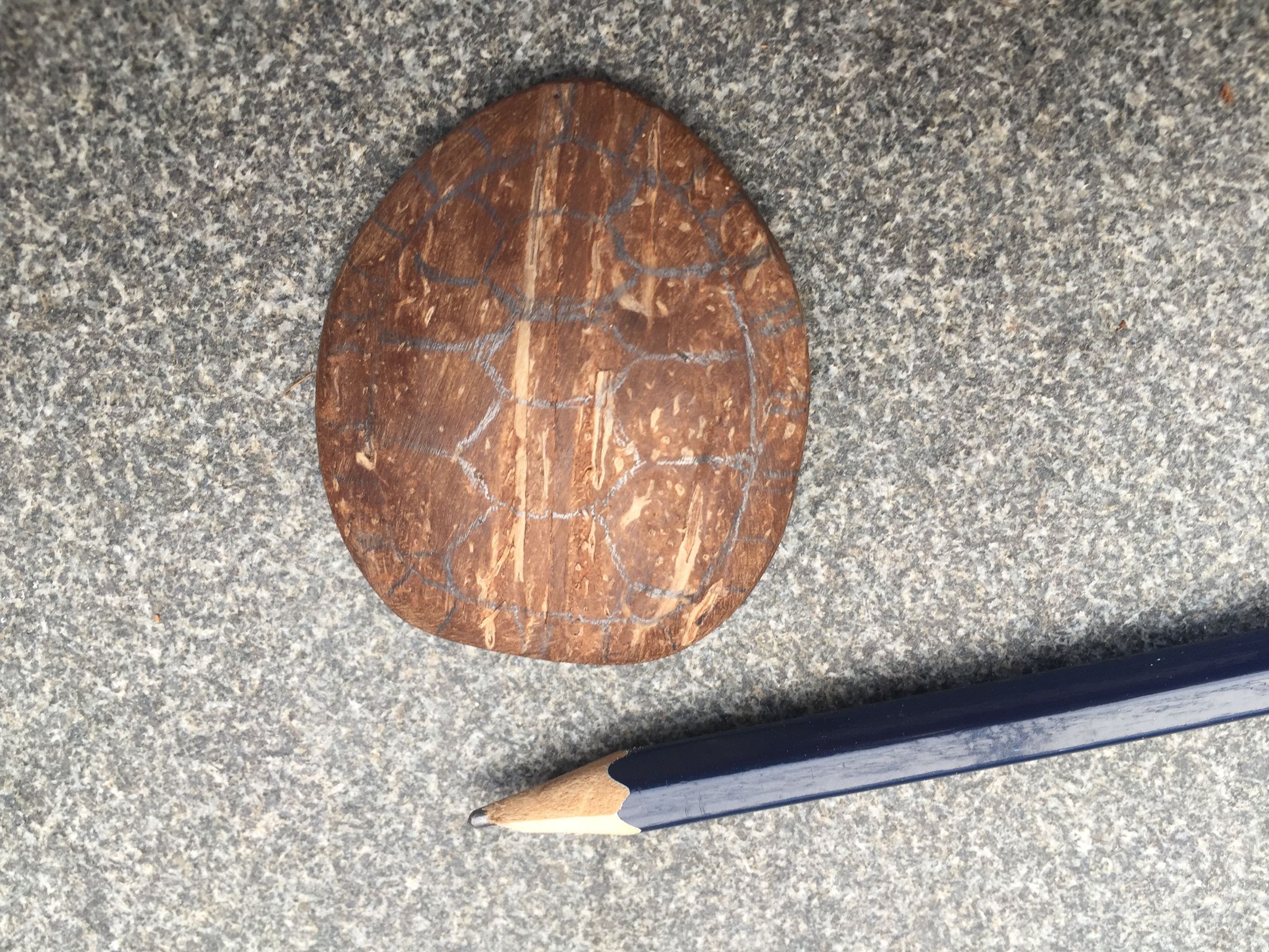 Turtle Shell From Coconut : 6 Steps (with Pictures) - Instructables