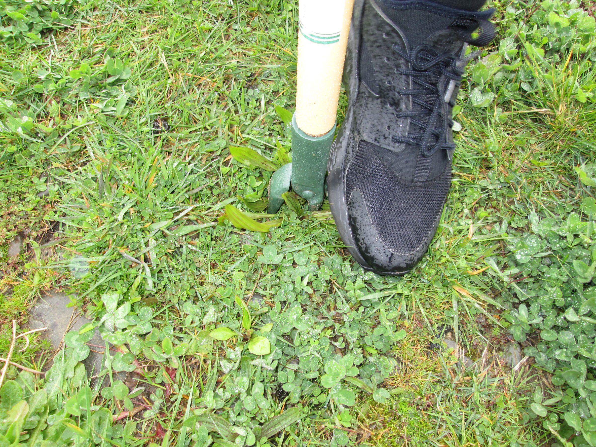 Foraging a Guid to Digging Plants : 3 Steps - Instructables