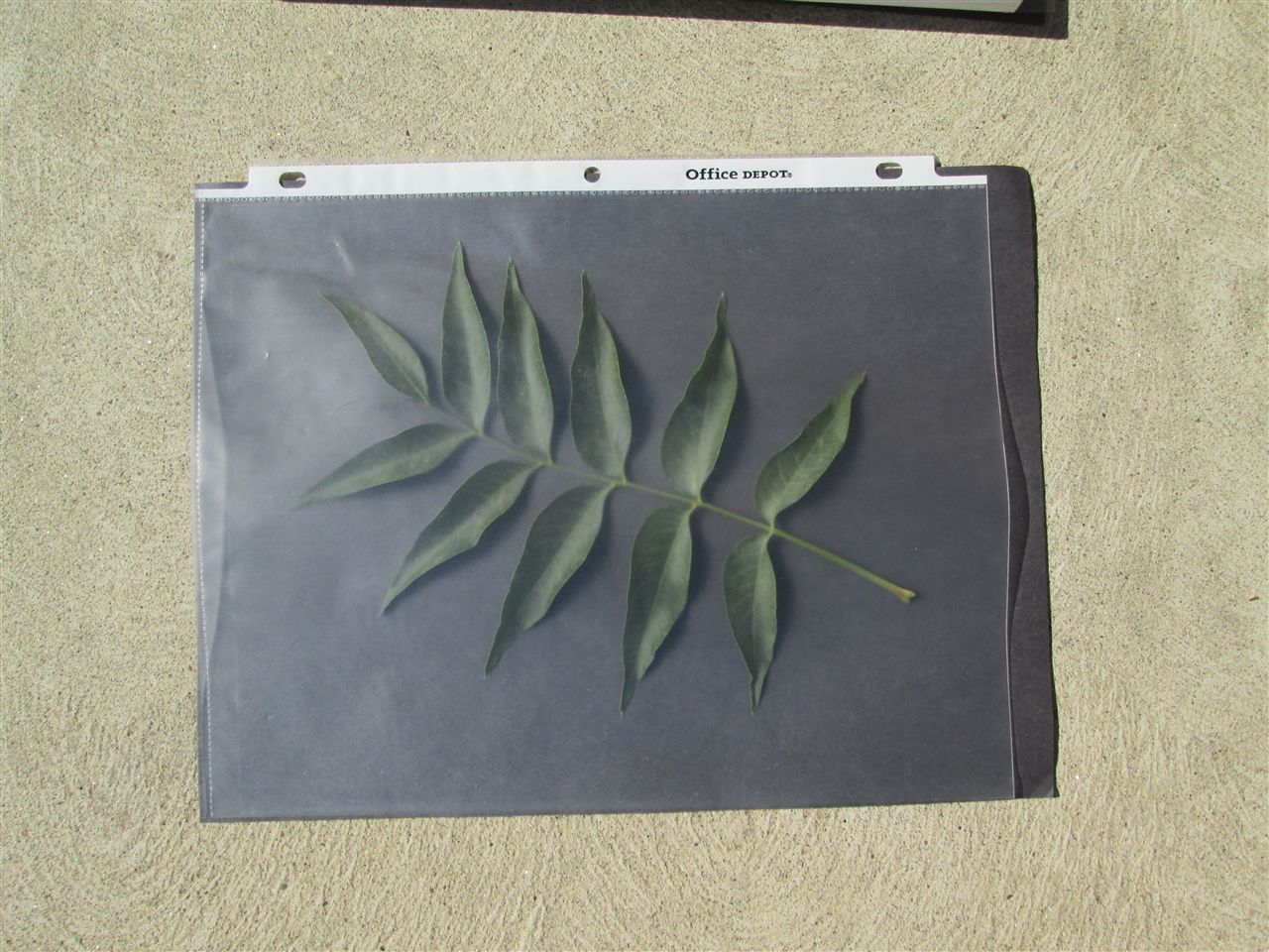 DIY Construction Paper Solar Prints : 6 Steps (with Pictures ...