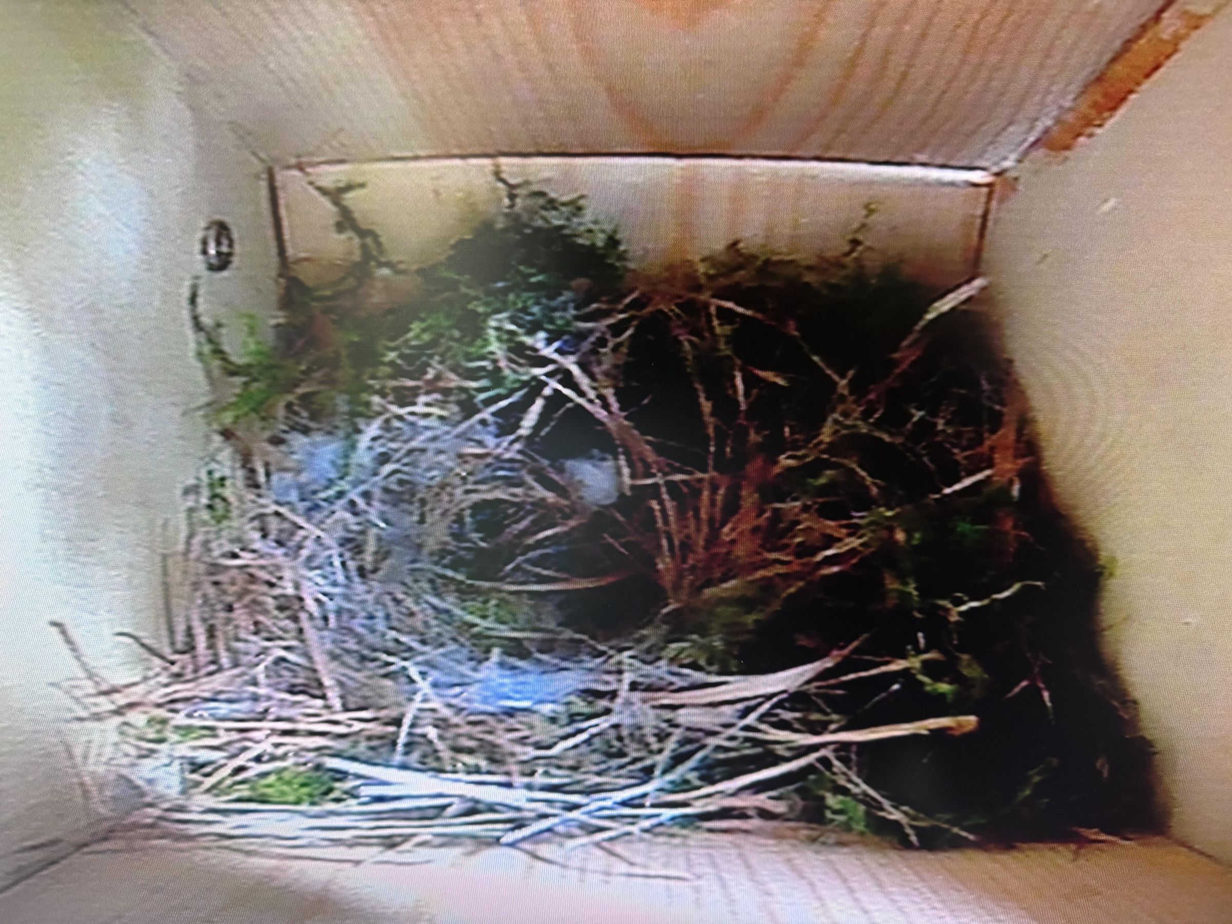 Side View Bird Box Camera and BlueTit Diary : 70 Steps (with Pictures ...