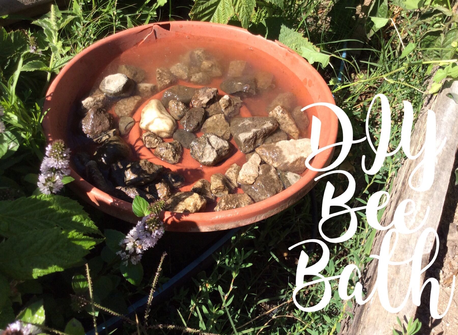 Make Your Own Bee Bath : 3 Steps - Instructables