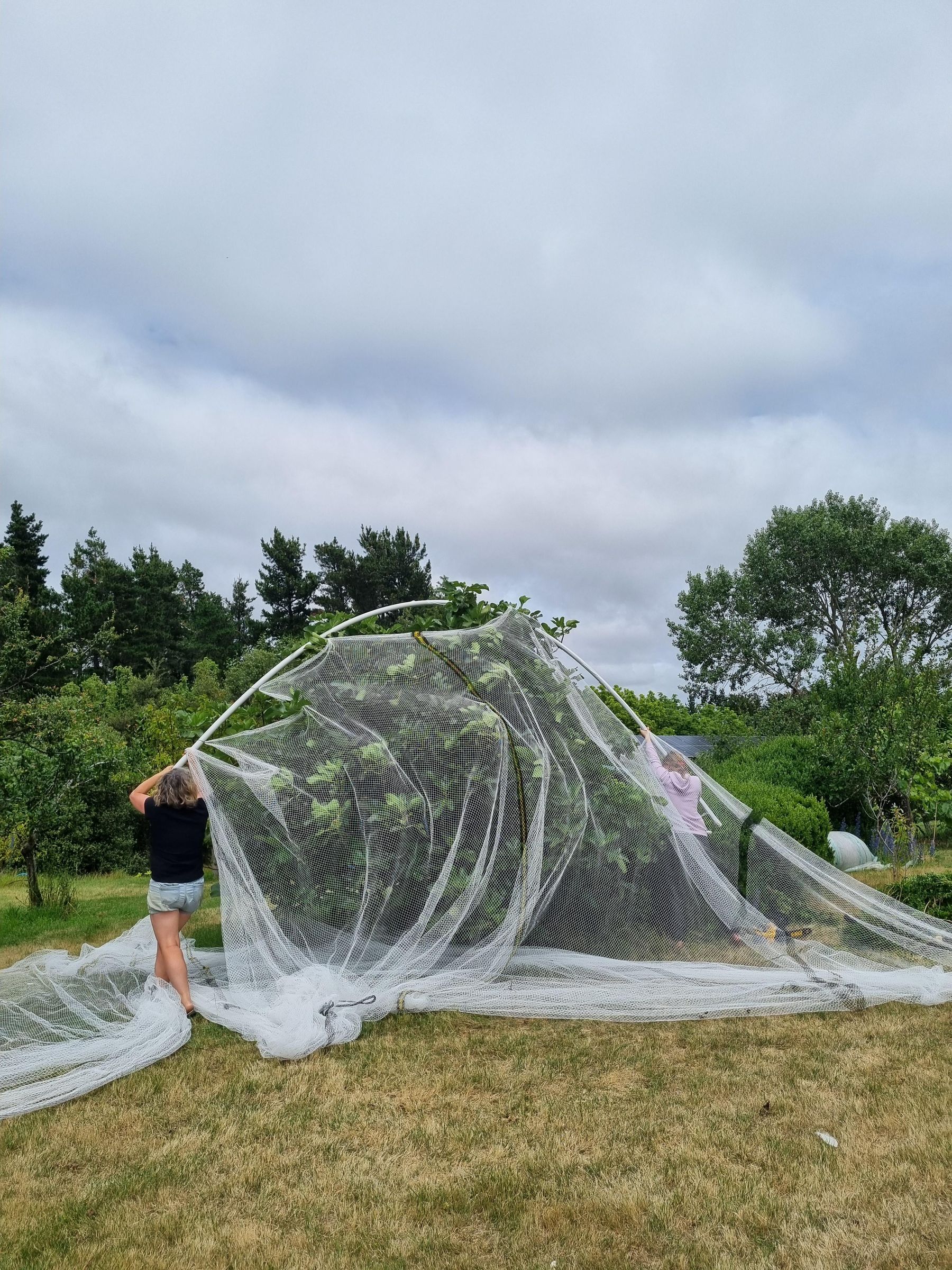 Netting a Fruit Tree : 5 Steps (with Pictures) - Instructables