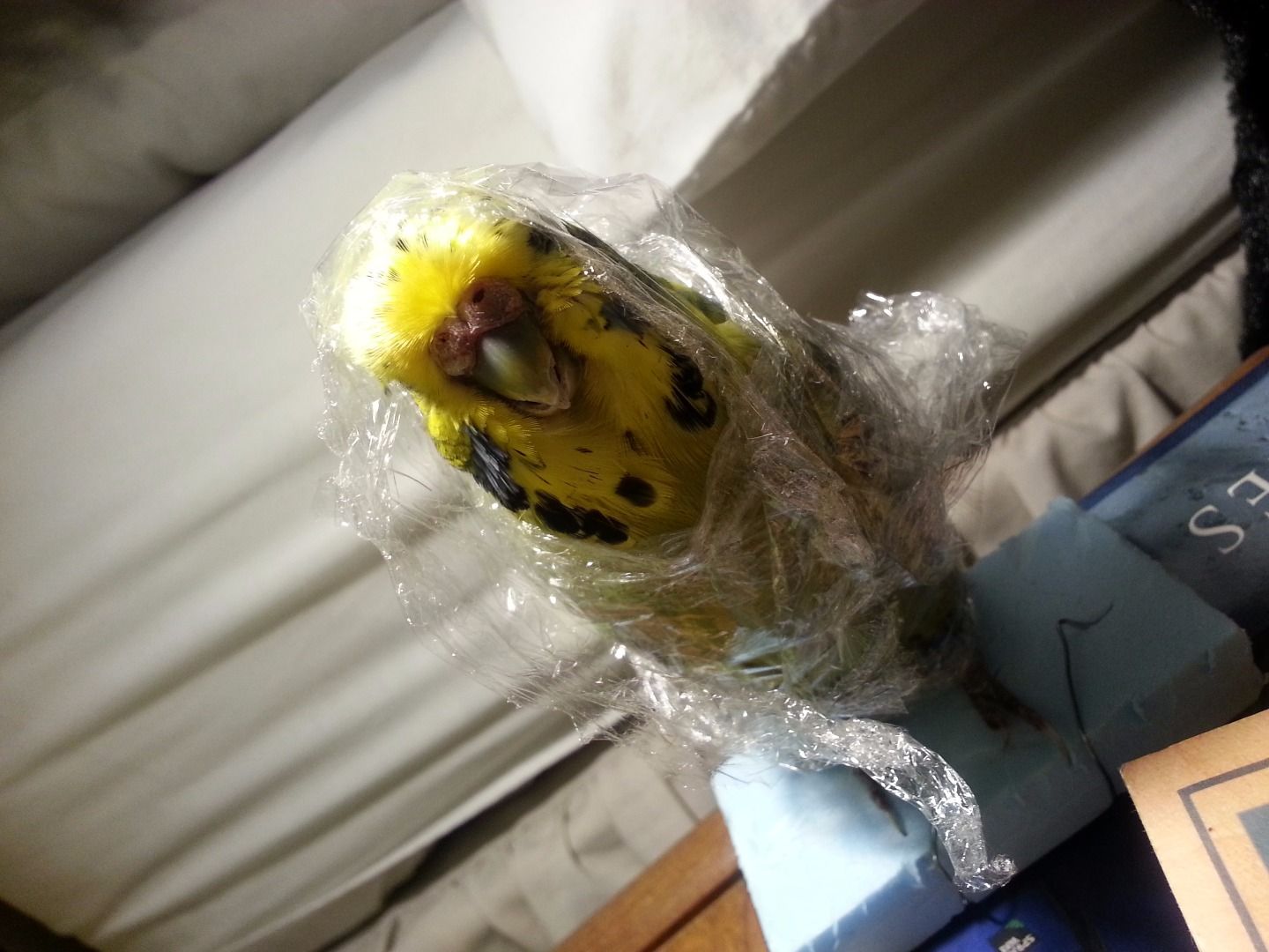 Mouse Taxidermy : 27 Steps (with Pictures) - Instructables