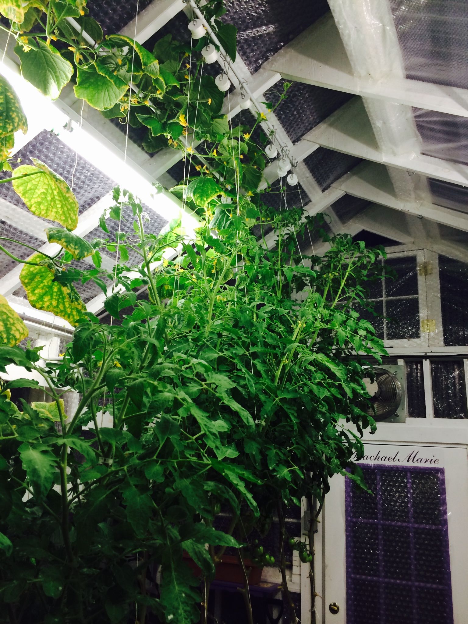 Dutch Bucket Hydroponic System : 27 Steps (with Pictures) - Instructables