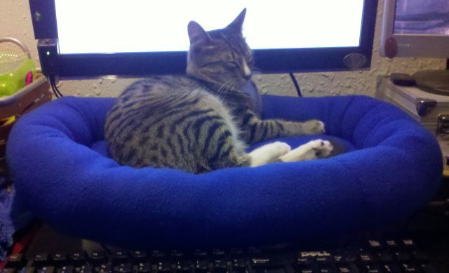 Custom Cat Bed : 9 Steps - Instructables