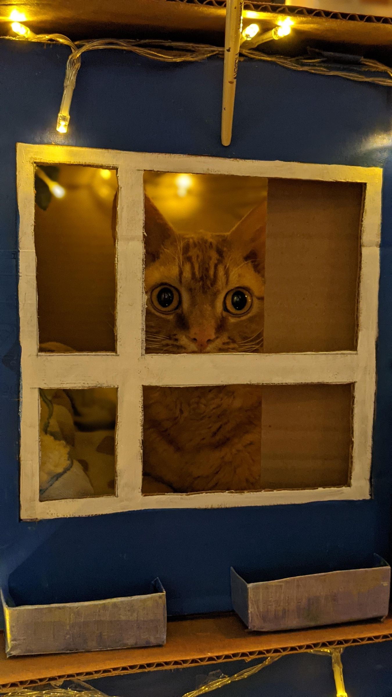 Modern Cardboard Pet House for Cats 🐱 : 11 Steps (with Pictures ...