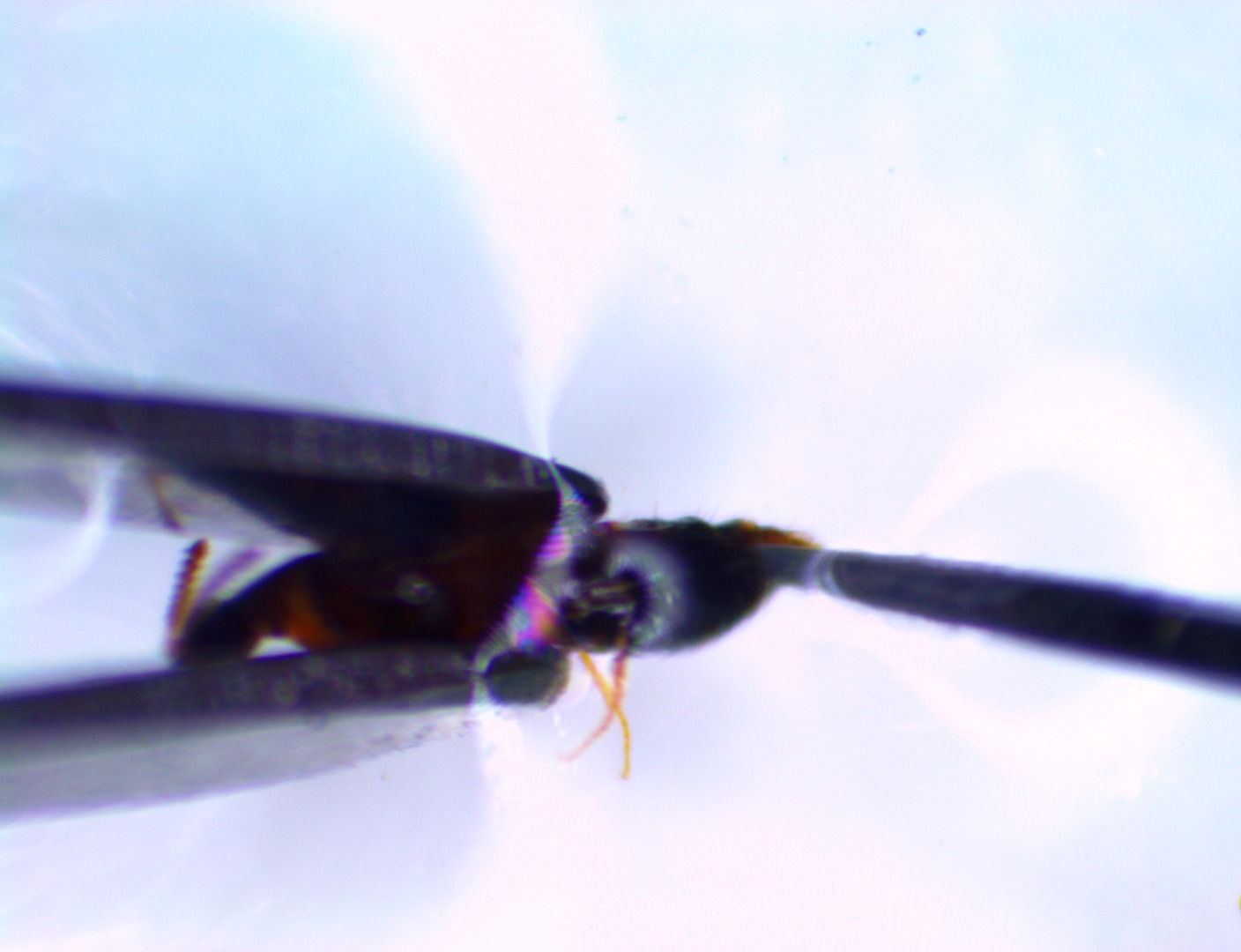 Beetle Dissection and Mounting : 8 Steps (with Pictures) - Instructables