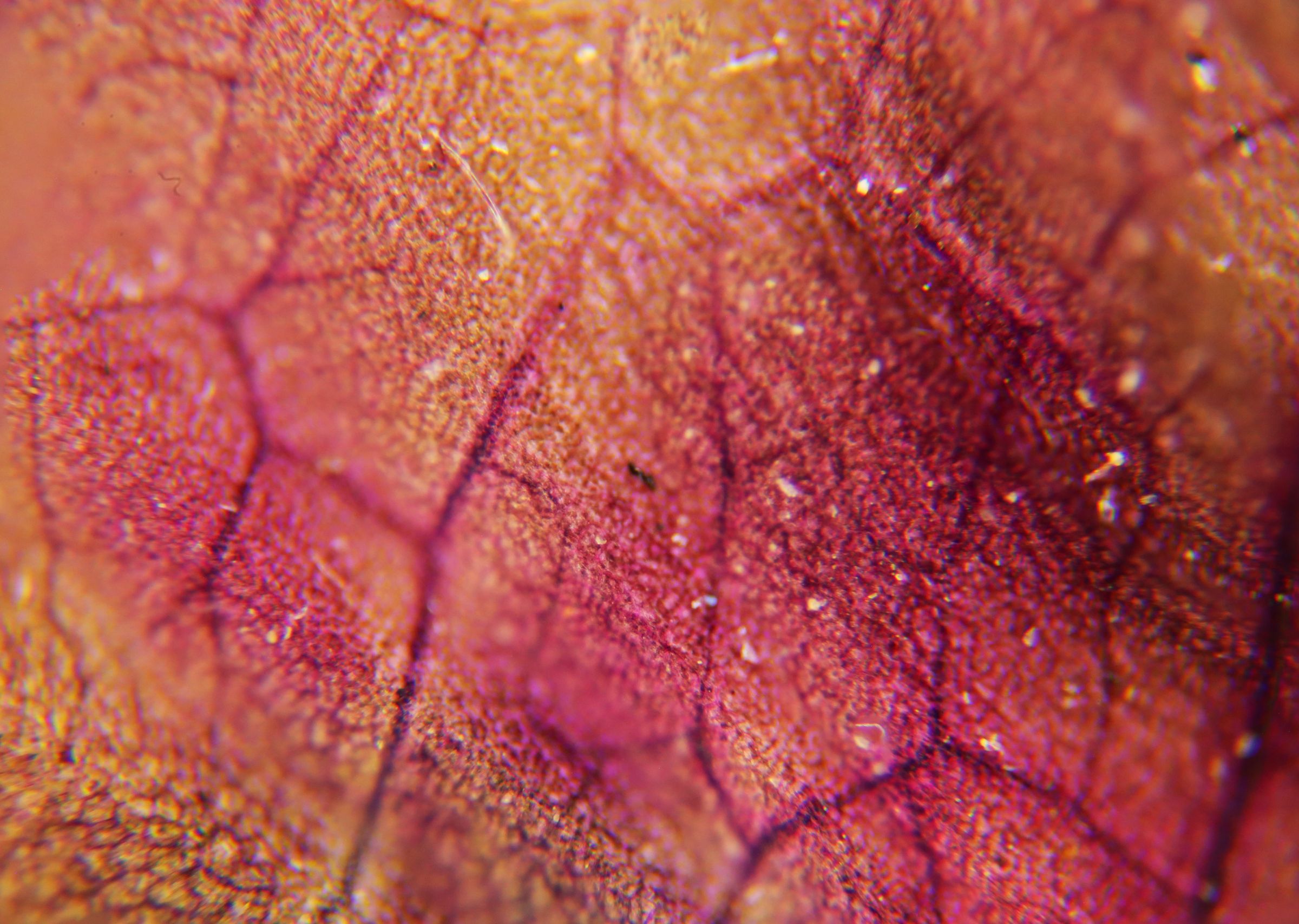 DSLR Microphotography : 12 Steps (with Pictures) - Instructables