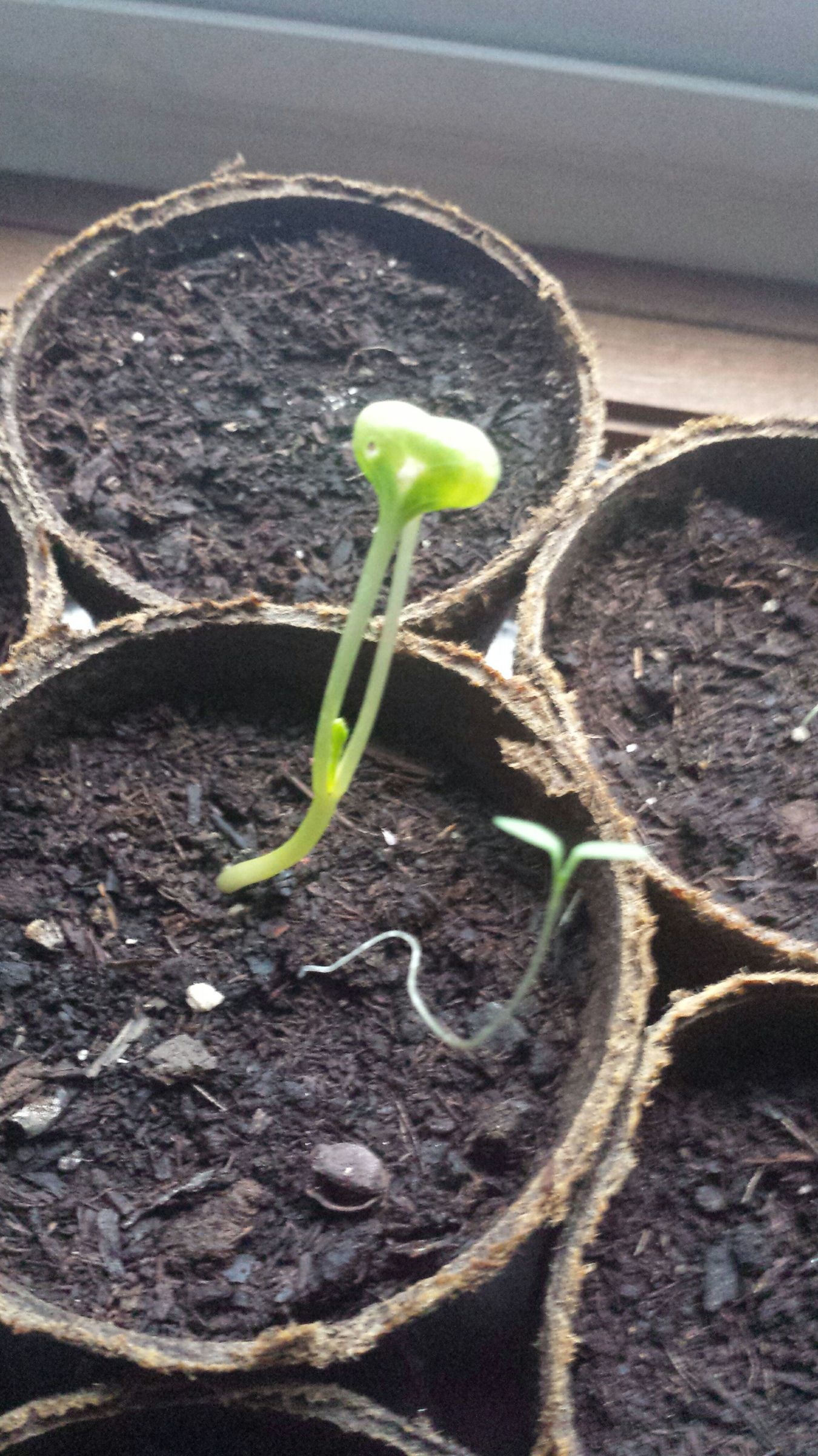Baobab Germination - the Angle Grinder Method : 6 Steps (with Pictures ...