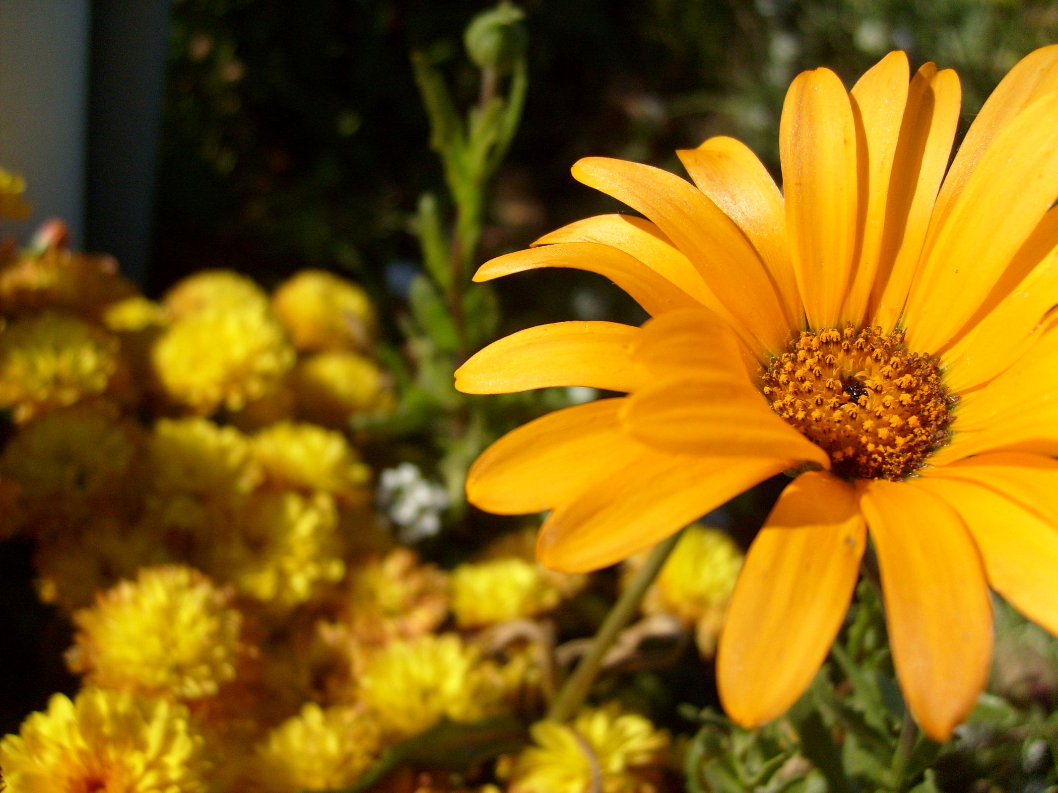 Choosing and Using a P&S Camera : 7 Steps - Instructables