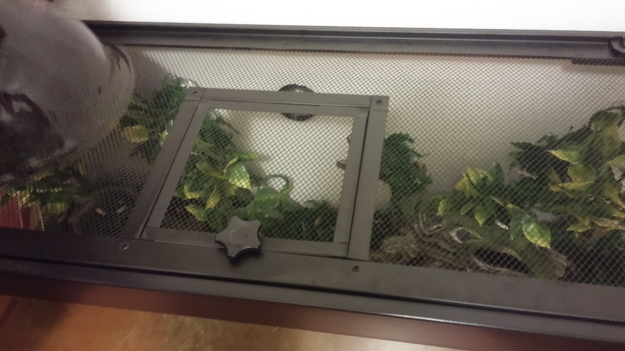 How to Set Up a Reptile Terrarium : 8 Steps (with Pictures) - Instructables
