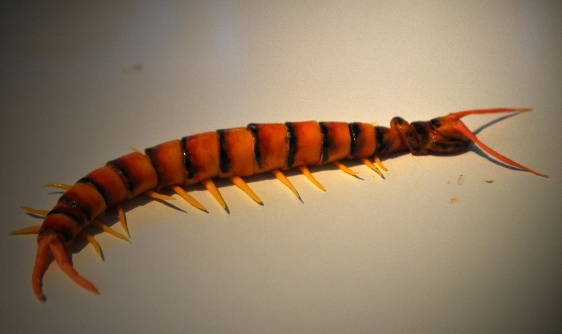 Centipede and Larvae Cupcake : 4 Steps (with Pictures) - Instructables