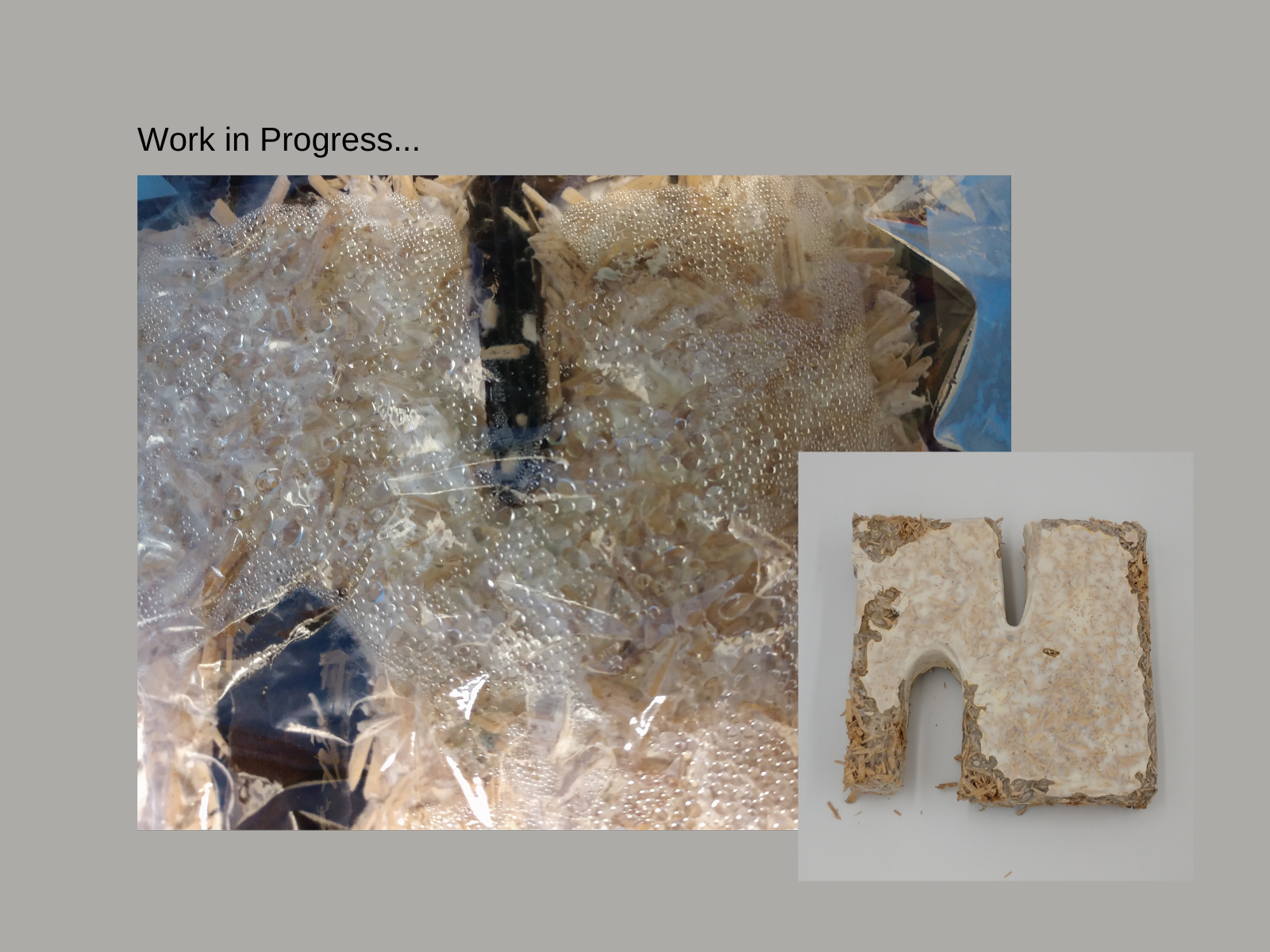 Growing Mycelium in the Classroom and Making Stuff With It ...