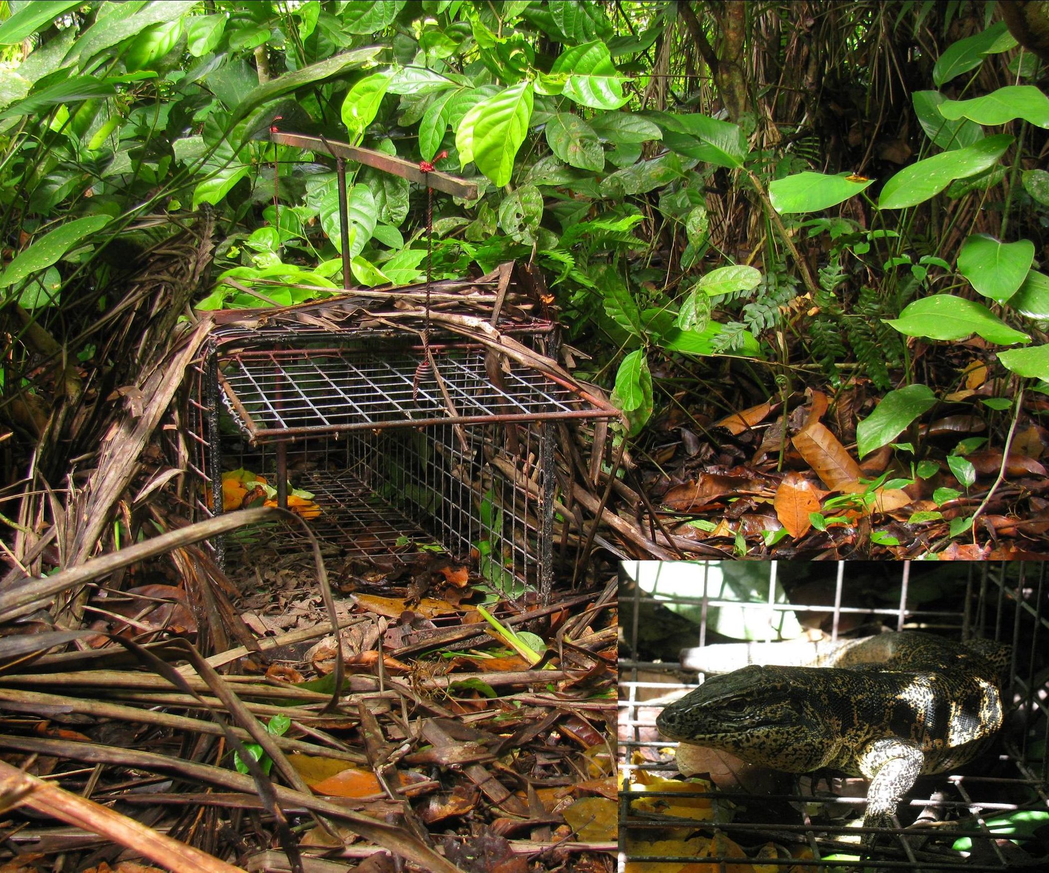 Cage Trap for the Most Extreme! : 13 Steps (with Pictures) - Instructables
