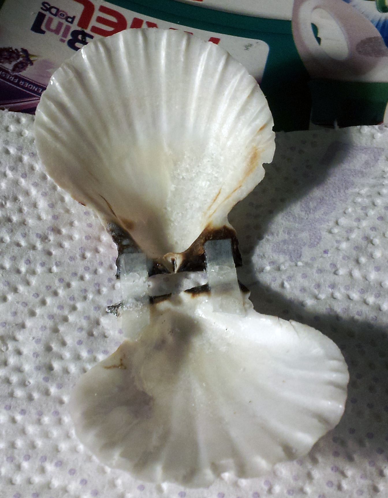 LED-illuminated Seashell Engagement Ring Box : 9 Steps (with Pictures) - Instructables