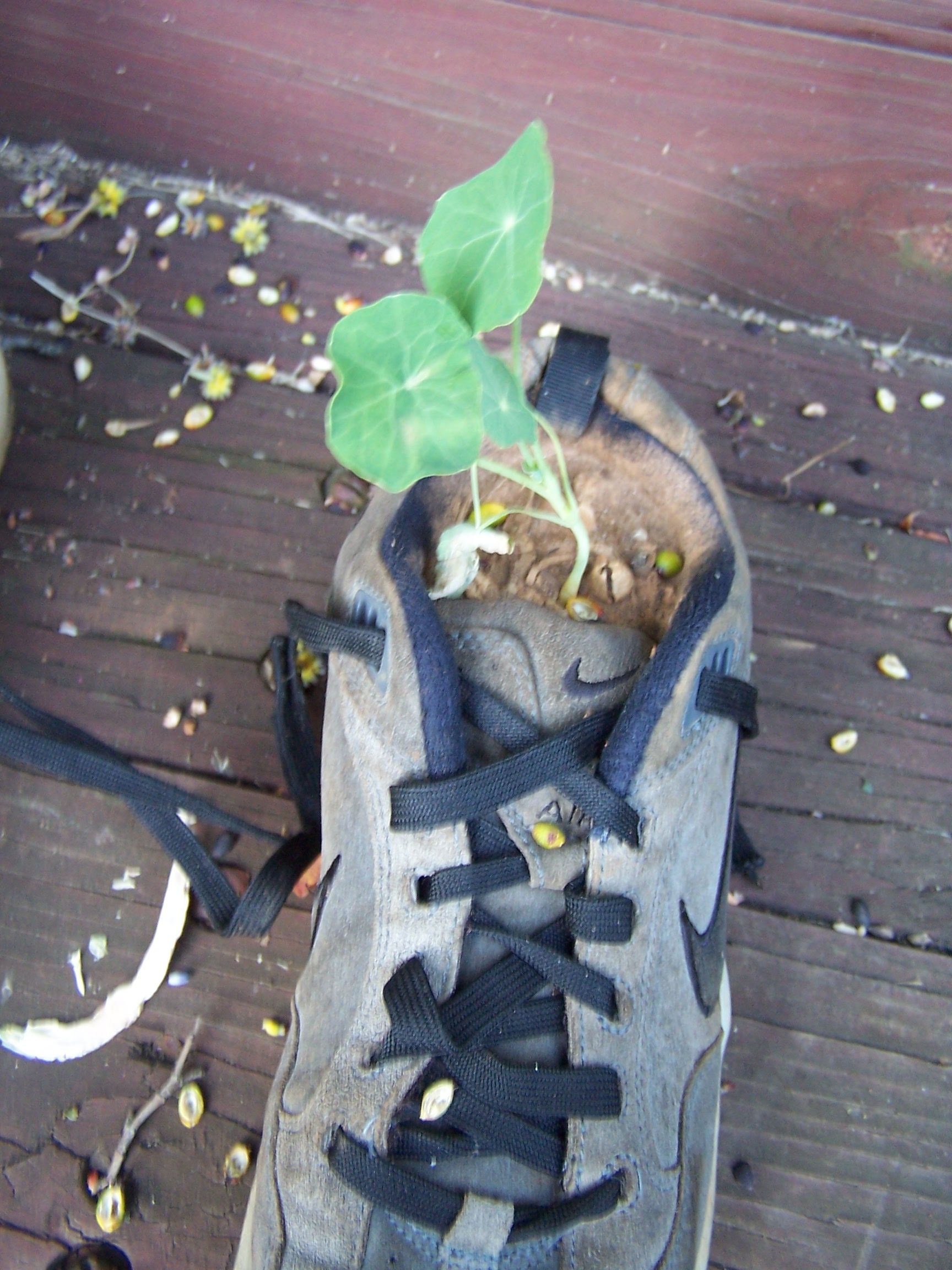 Shoeflower! : 4 Steps (with Pictures) - Instructables