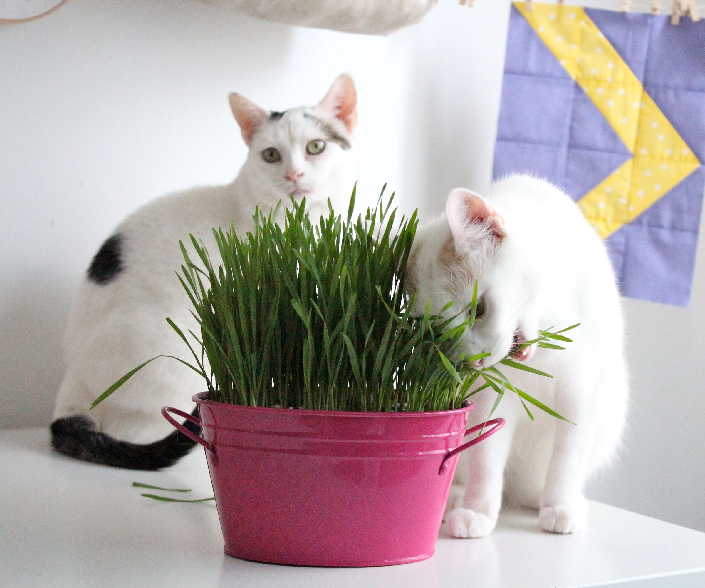 How to Grow Cat Grass : 5 Steps (with Pictures) - Instructables
