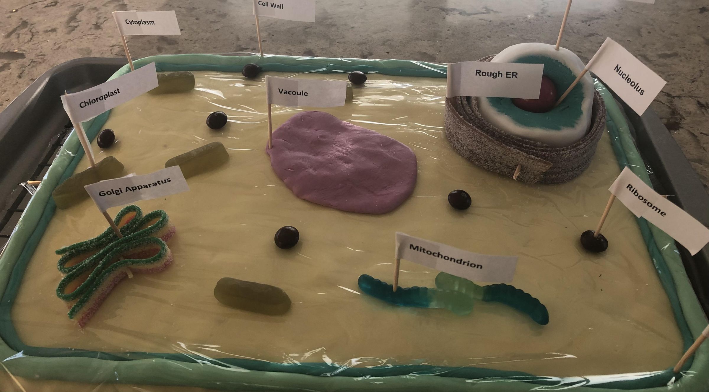 HOW TO MAKE 100% EDIBLE CAKE BASED CANDY PLANT CELL! : 6 Steps ...
