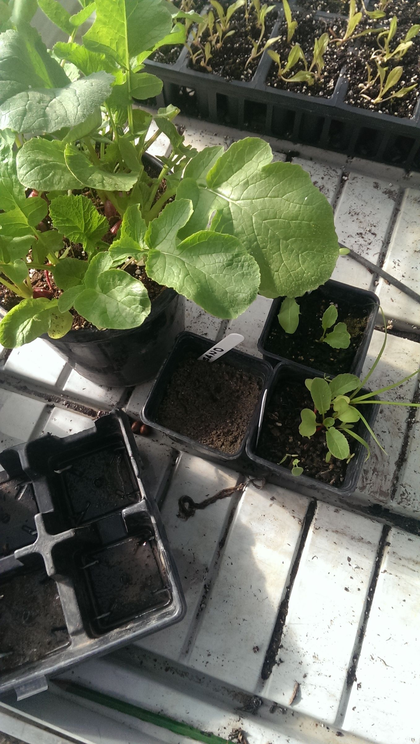 Germination Process in Various Growing Mediums : 6 Steps - Instructables